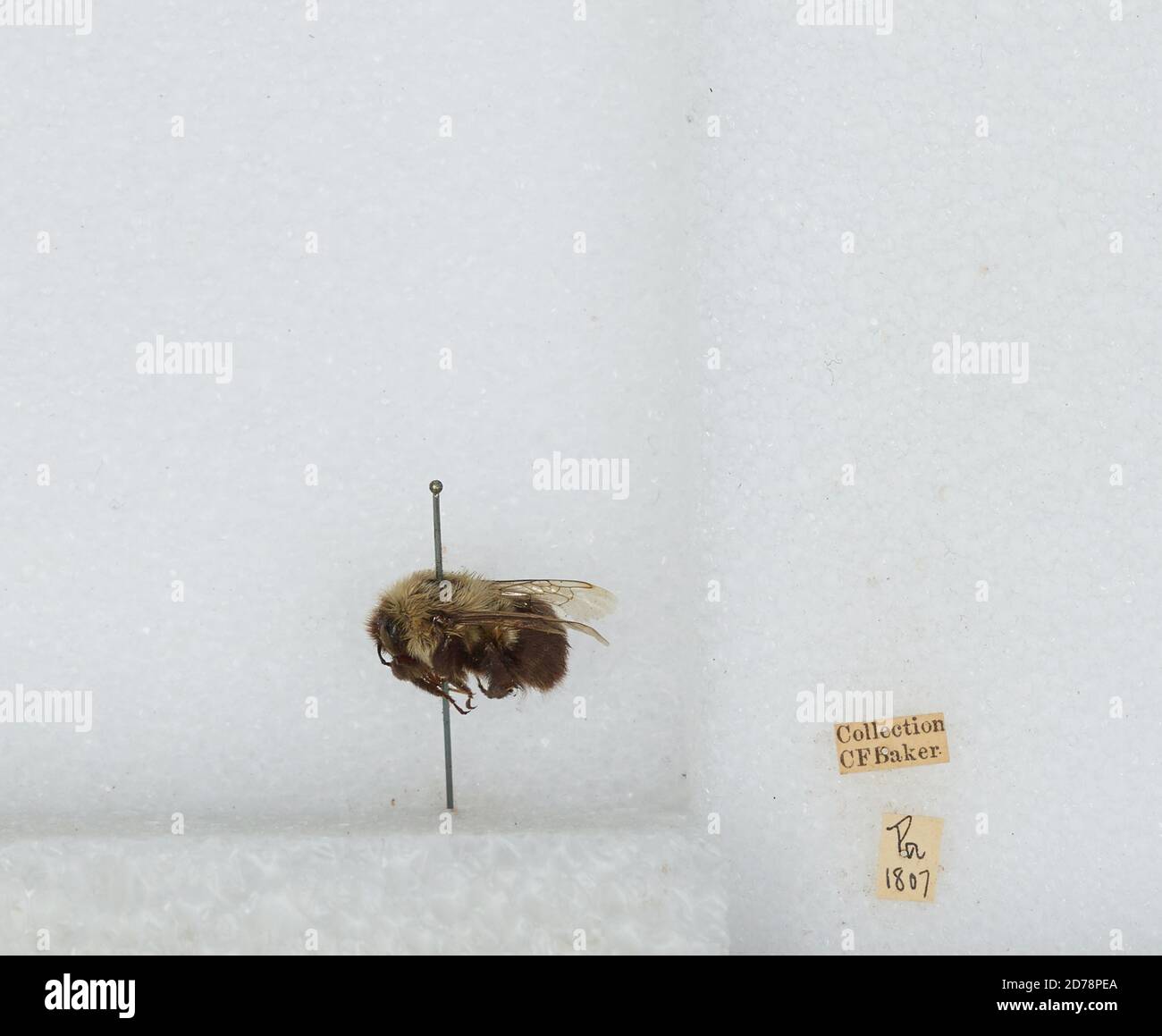 Pennsylvania, United States, Bombus sp., Animalia, Arthropoda, Insecta ...