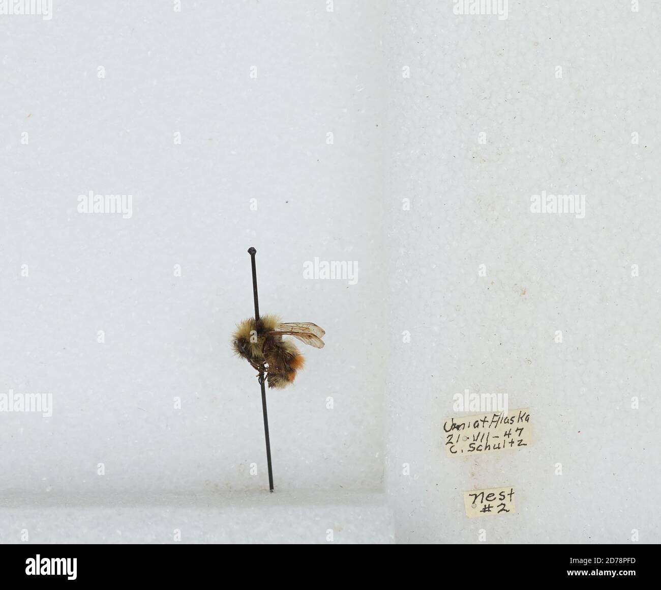 Umiat, North Slope, Alaska, United States, Bombus (Pyrobombus ...