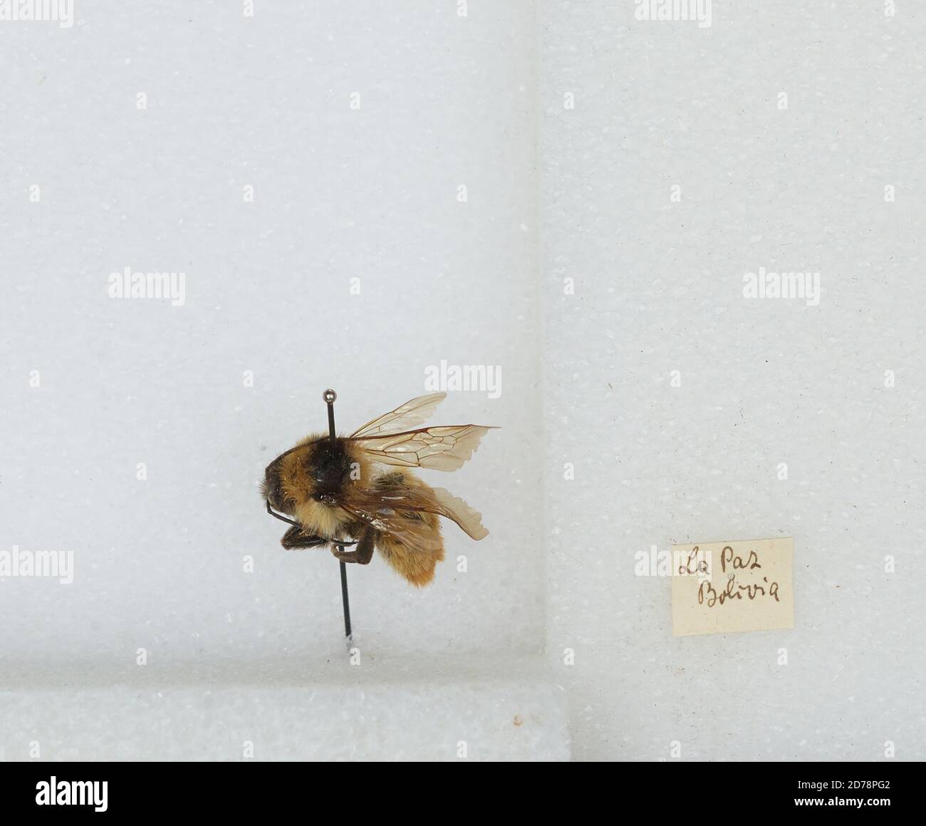 La Paz, Pedro Domingo Murillo, Bolivia, Bombus (Megabombus) opifex ...
