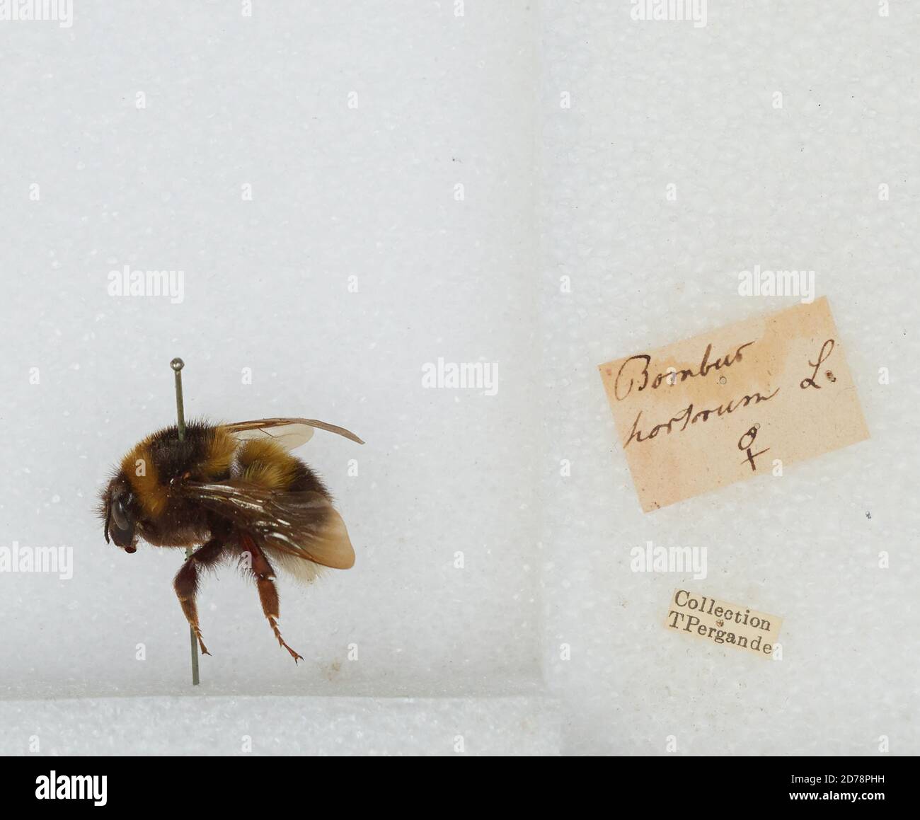 Bombus (Megabombus) ruderatus (Fabricius), Animalia, Arthropoda ...