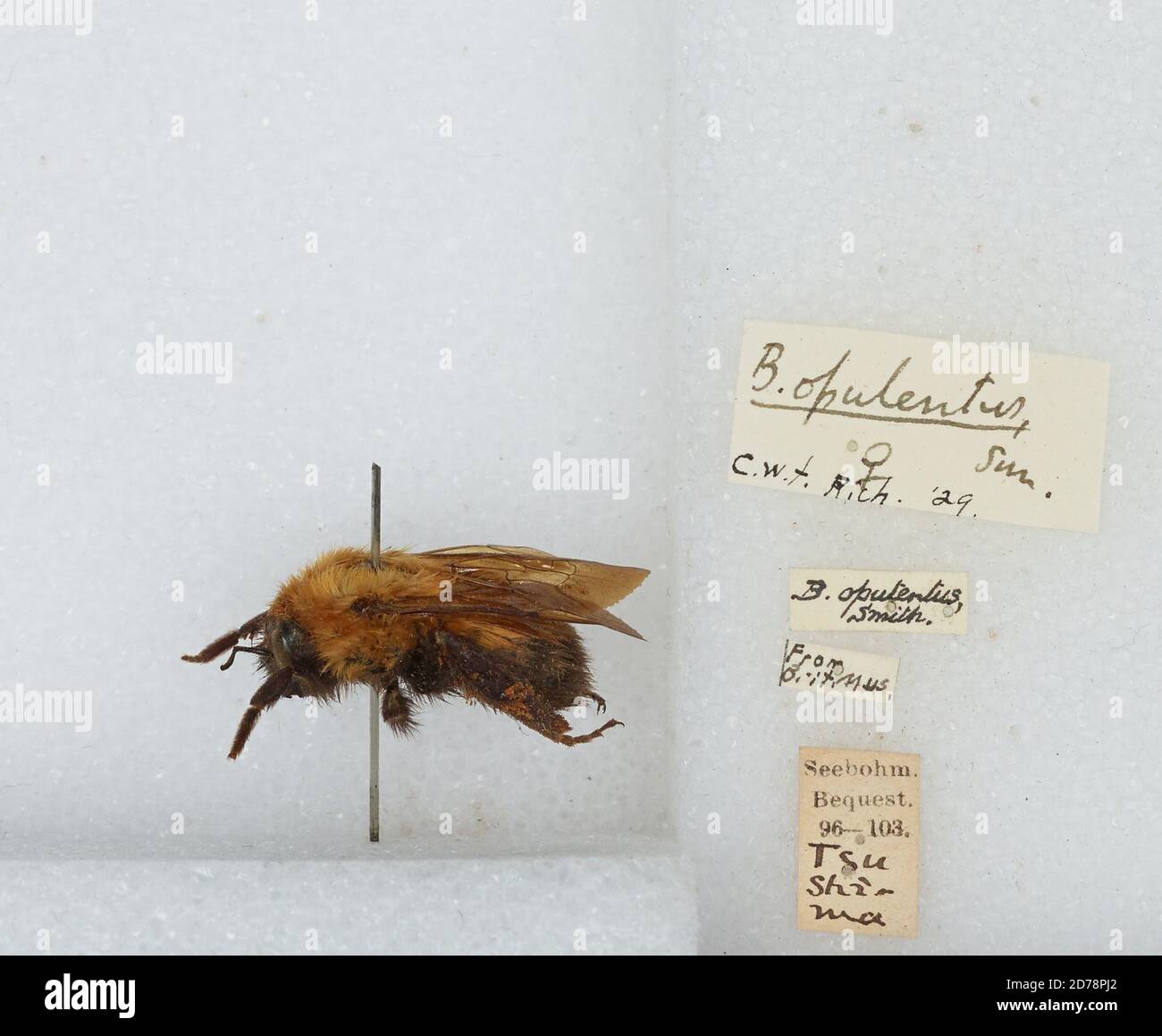 Bombus (Thoracobombus) opulentus Smith, Animalia, Arthropoda, Insecta ...