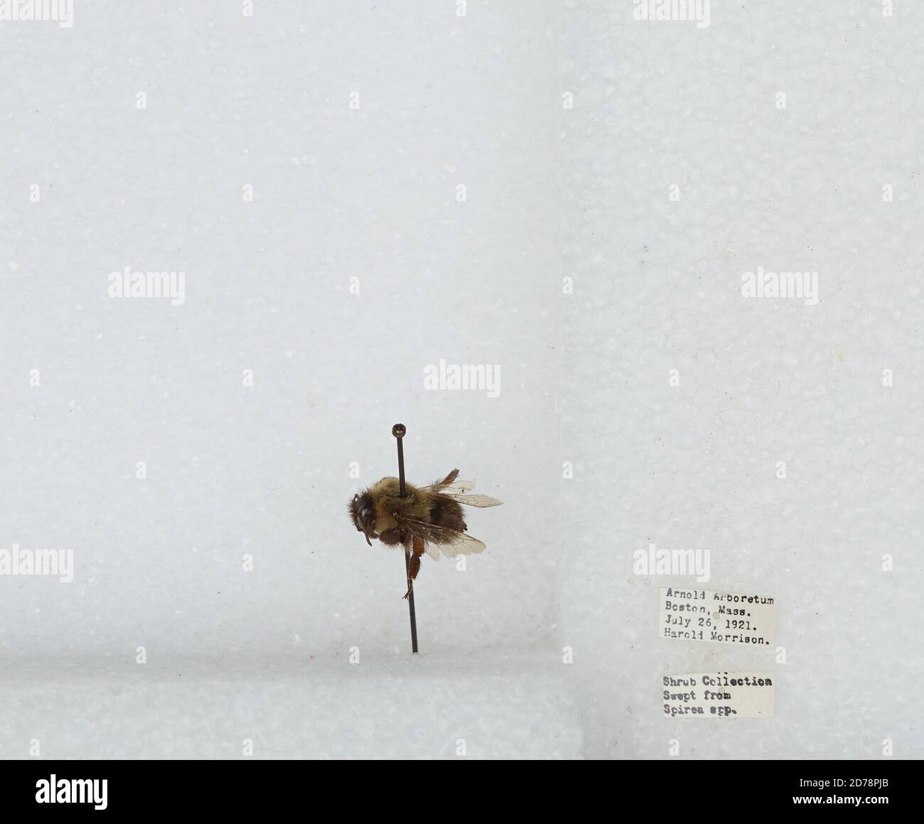 Arnold Arboretum, Boston, Suffolk, Massachusetts, United States, Bombus ...