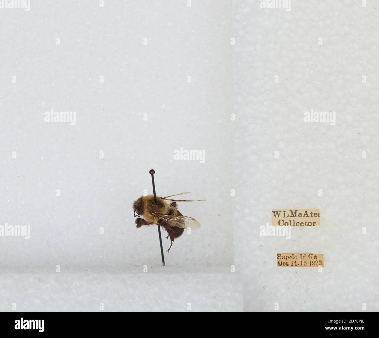 Sapelo Island, McIntosh, Georgia, United States, Bombus sp., Animalia ...