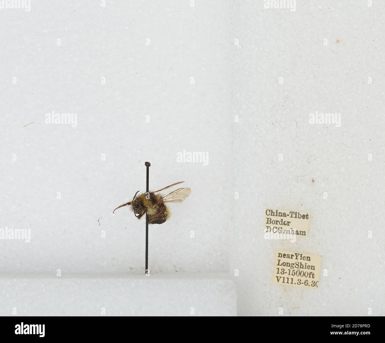 near Yien Long Shien, China-Tibet border, China, Bombus sp., Animalia ...
