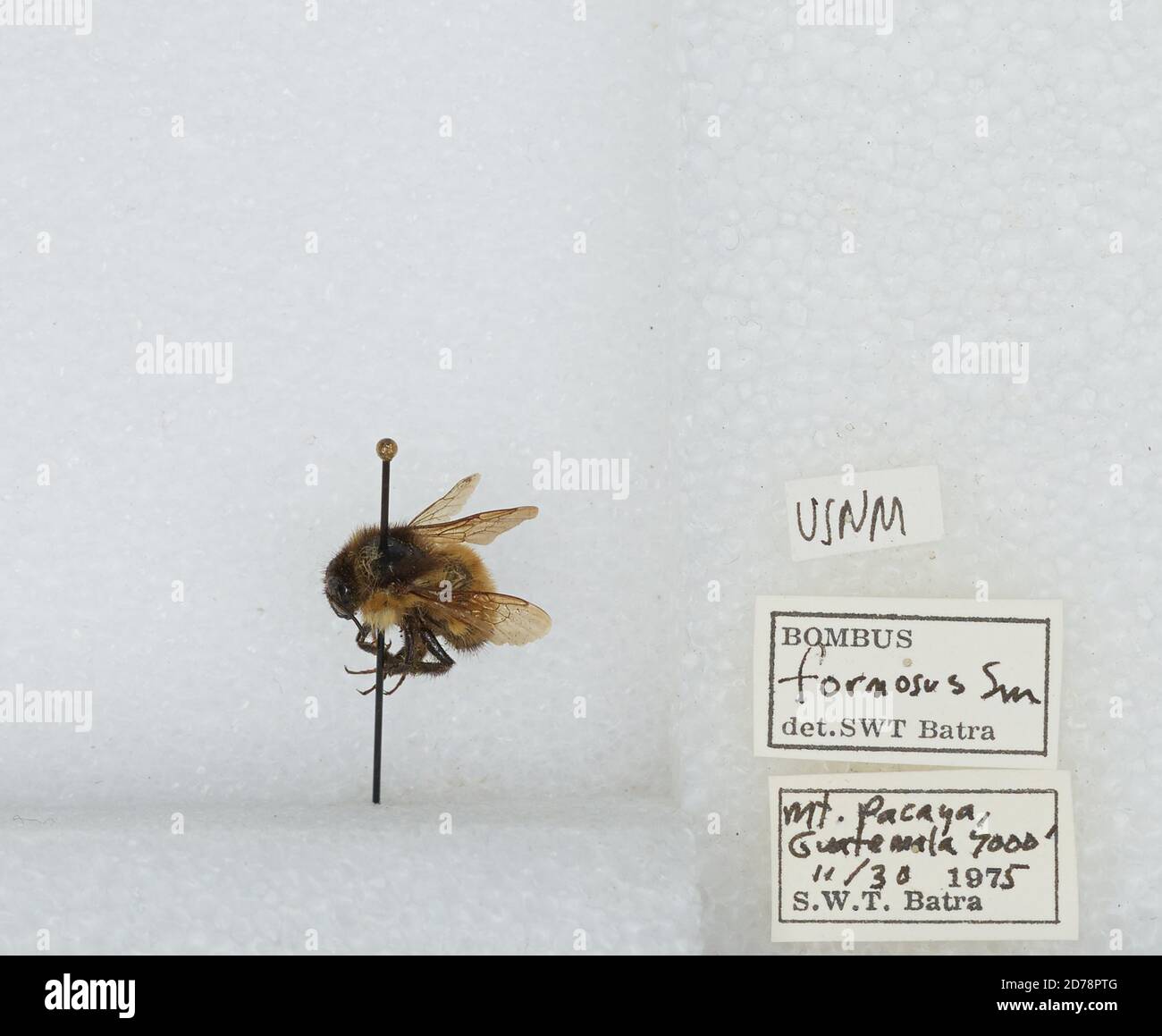 Mt. Pacaya, Escuintla, Guatemala, Bombus (Fervidobombus) weisi Friese ...