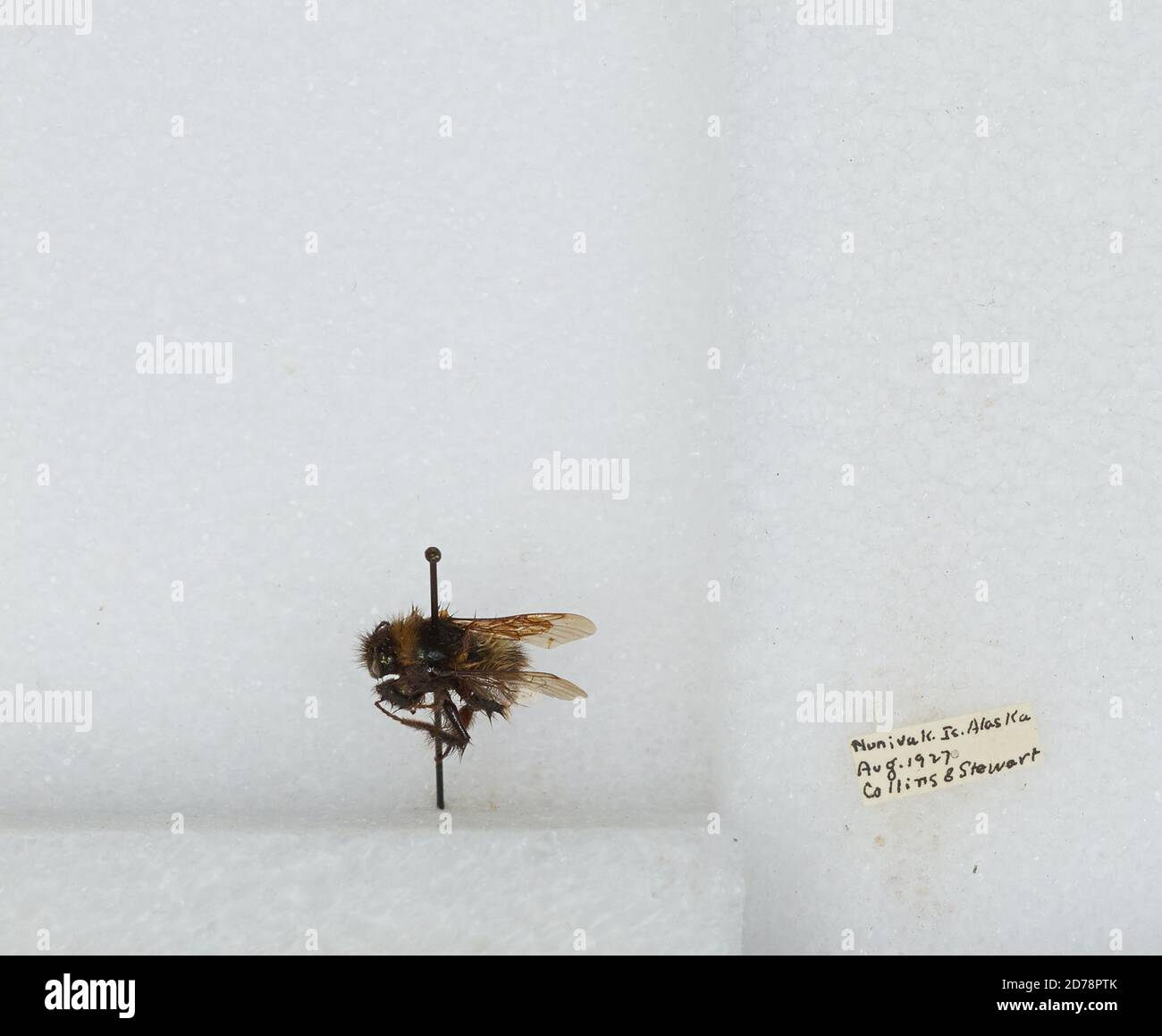 Nunivak Island, Bethel, Alaska, United States, Bombus sp., Animalia ...