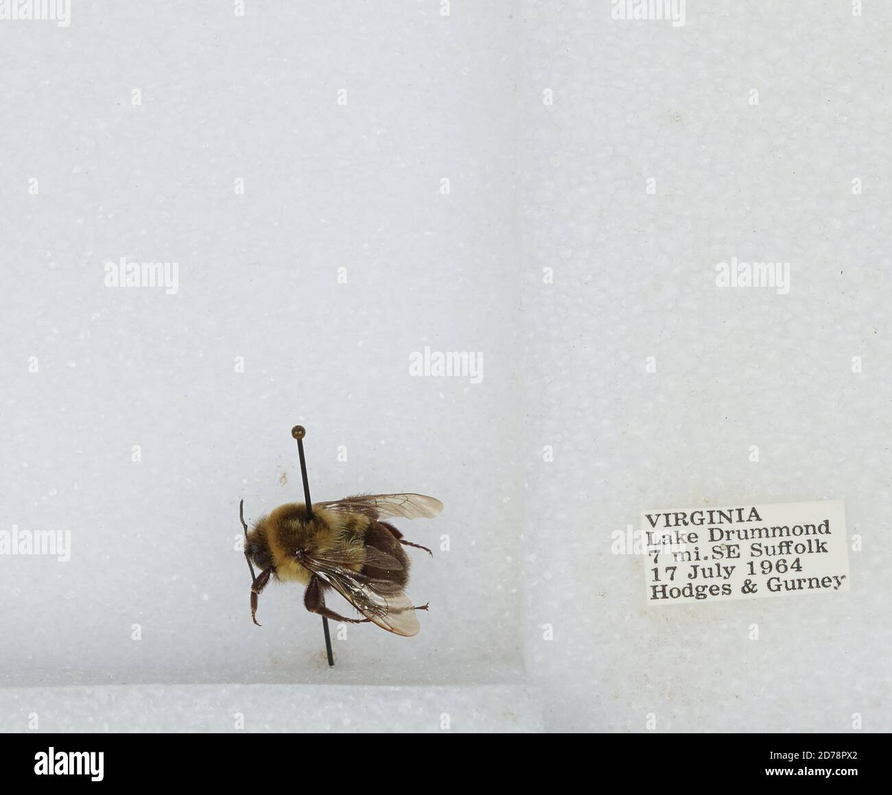 7 miles Southeast of Suffolk, Chesapeake, Virginia, United States ...