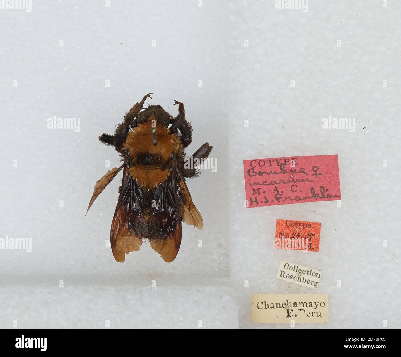Chanchamayo, Junín, Peru, Bombus (Fervidobombus) transversalis (Olivier ...