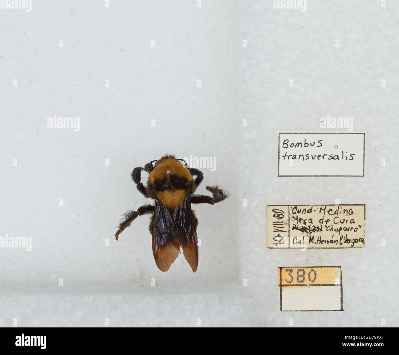 Medina, Mesa de Cura 'Chaporro', Cundinamarca, Colombia, Bombus ...