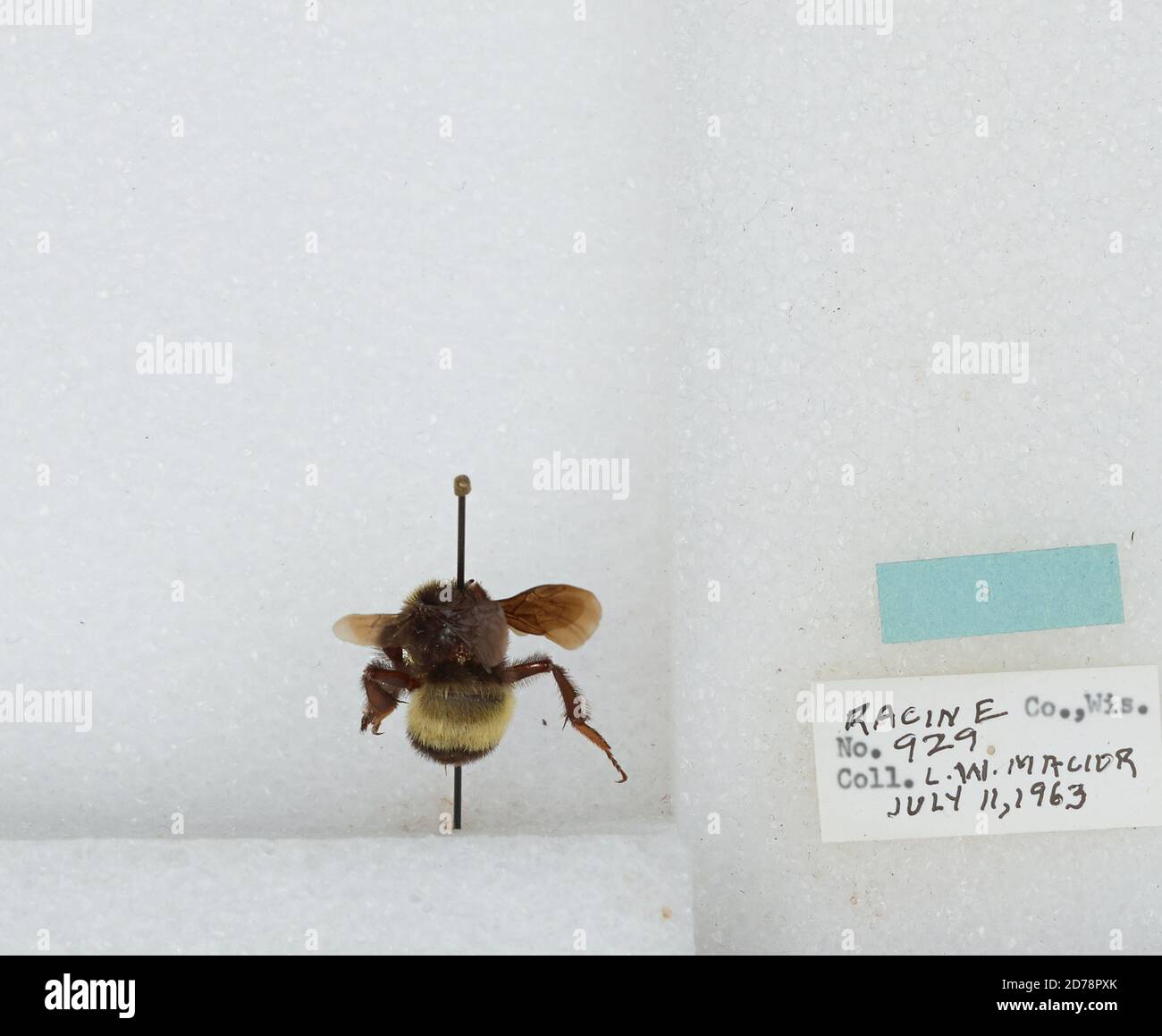 Racine, Wisconsin, United States, Bombus (Fervidobombus) pensylvanicus ...