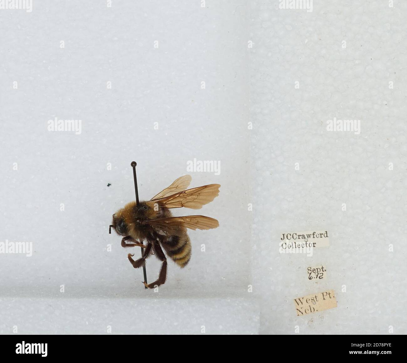 West Point, Cuming, Nebraska, United States, Bombus (Psithyrus ...