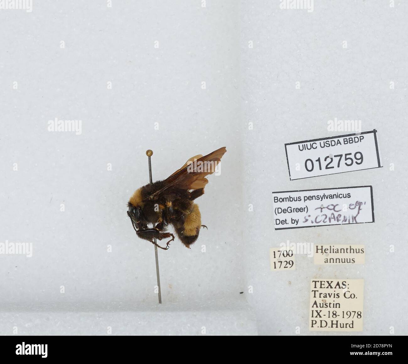 Austin, Travis, Texas, United States, Bombus (Fervidobombus ...