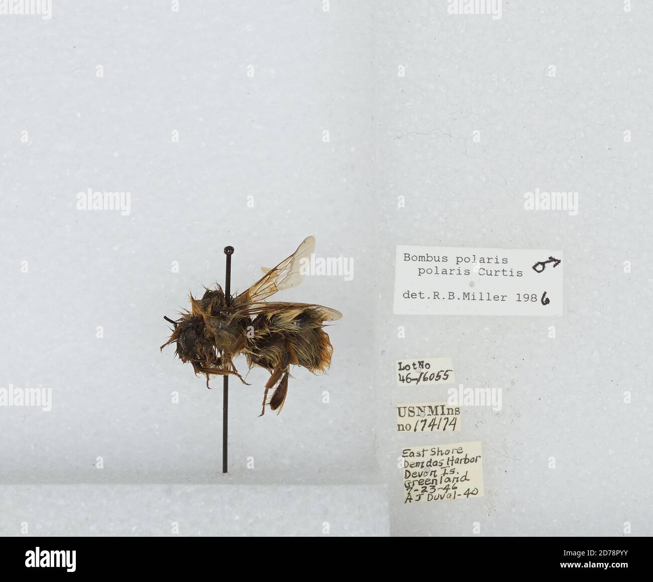 Greenland, Bombus (Alpinobombus) polaris Curtis, 1835, Animalia ...