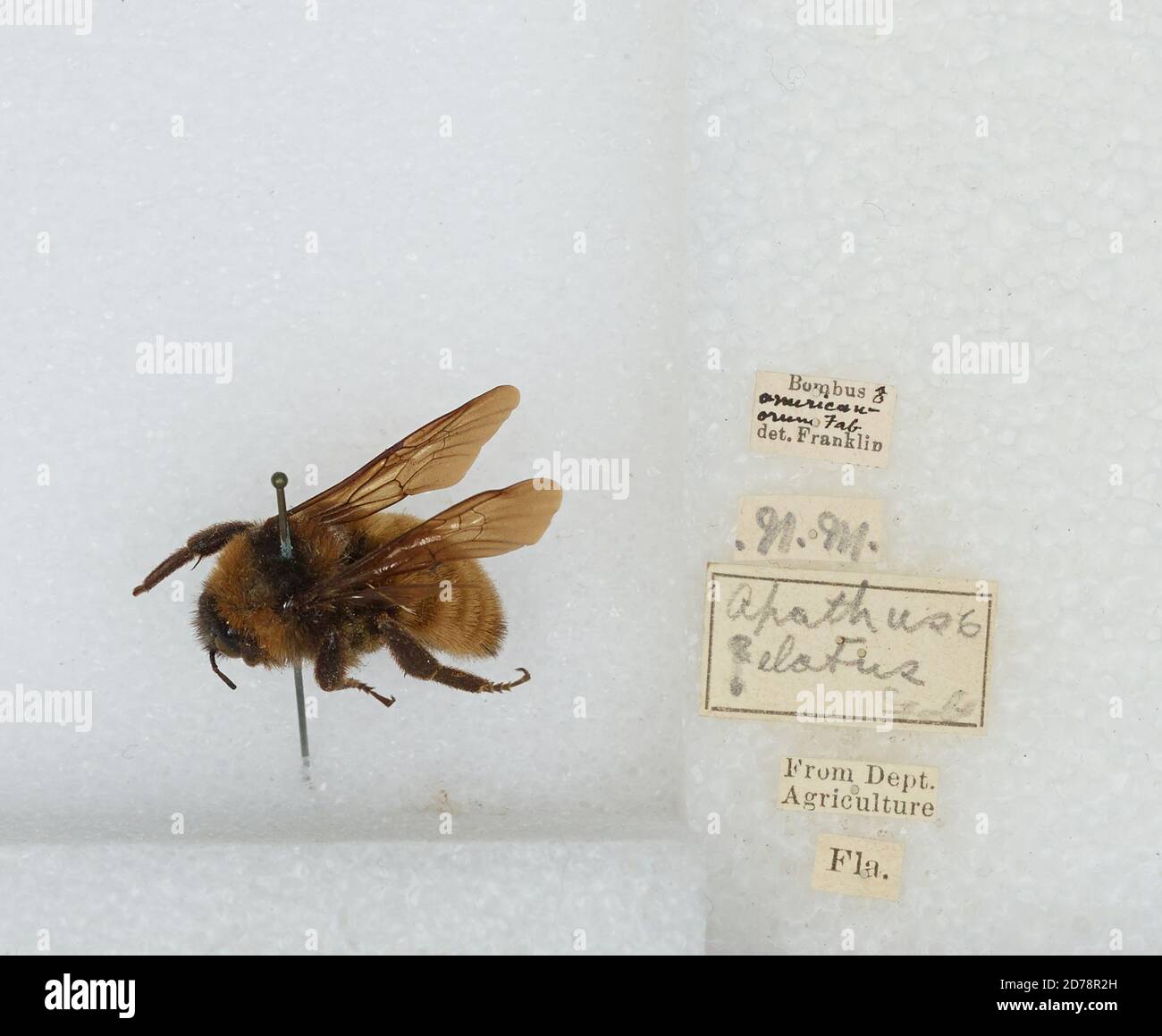 Florida, United States, Bombus (Fervidobombus) pensylvanicus ...