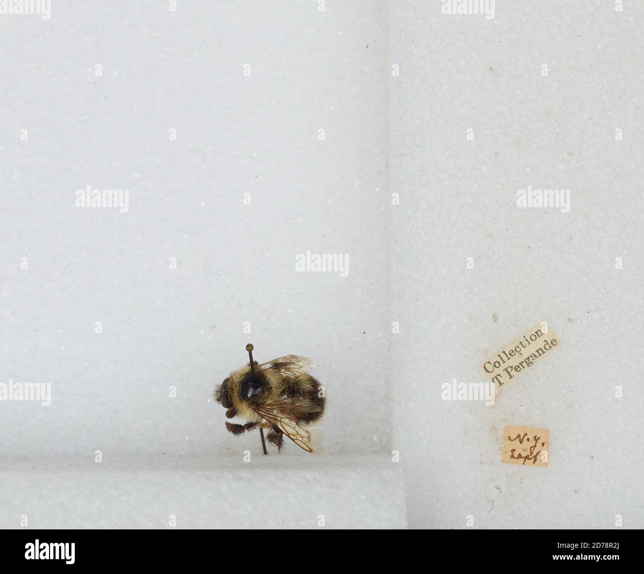 New York, United States, Bombus sp., Animalia, Arthropoda, Insecta ...