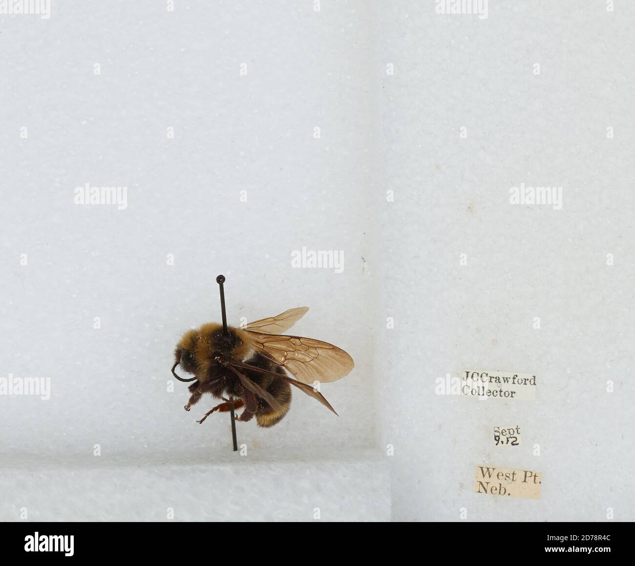 West Point, Cuming, Nebraska, United States, Bombus (Psithyrus ...