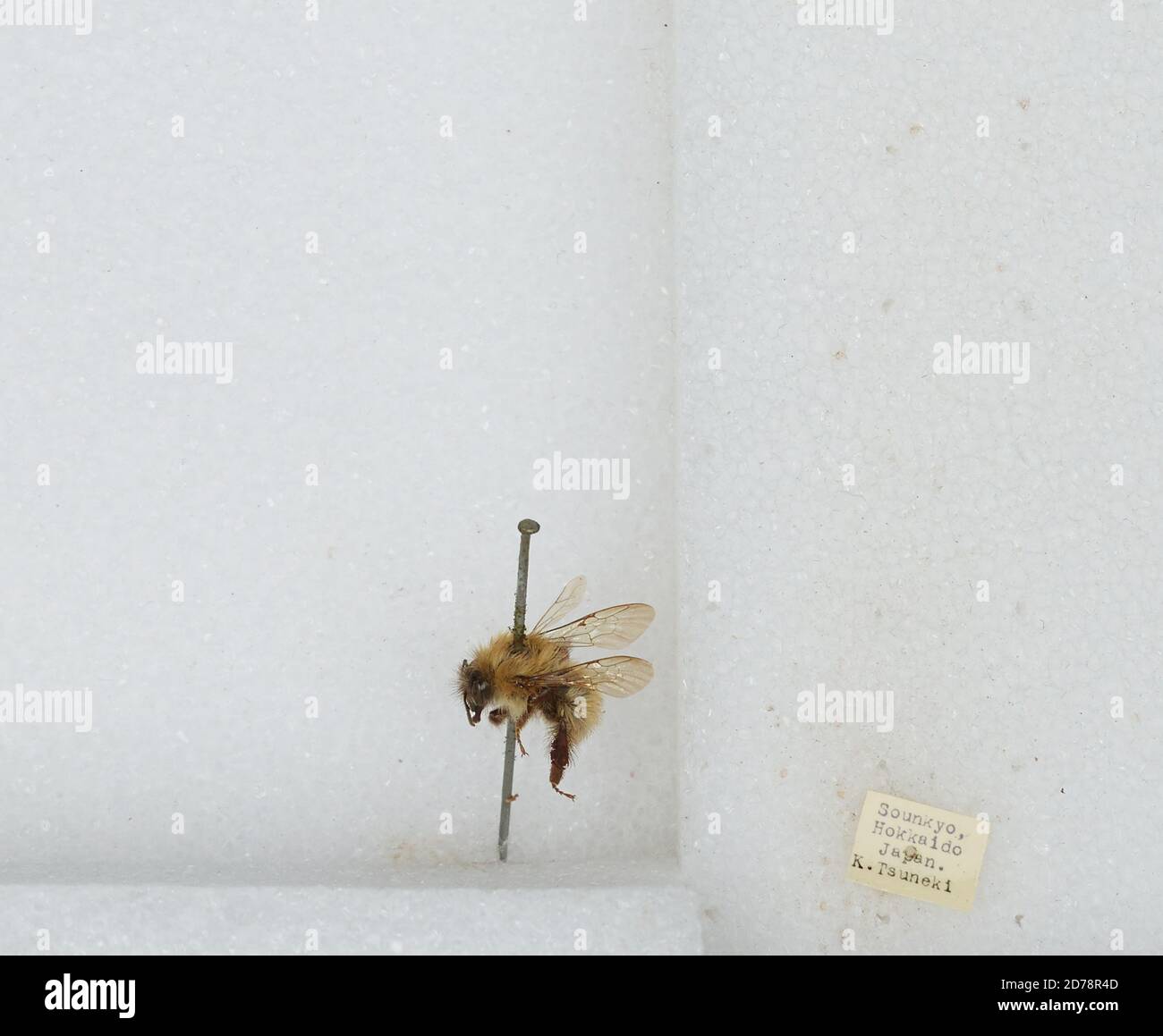 Sounkyo, Hokkaido, Japan, Bombus sp., Animalia, Arthropoda, Insecta ...