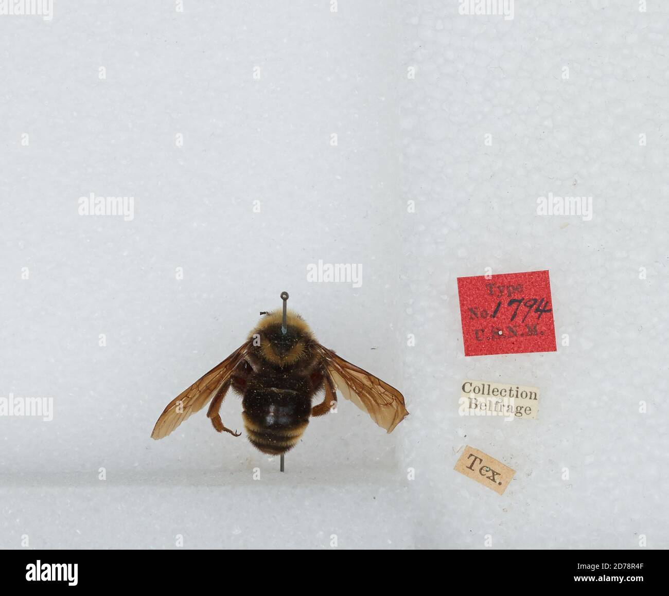 Texas, United States, Bombus (Psithyrus) variabilis (Cresson), Animalia ...