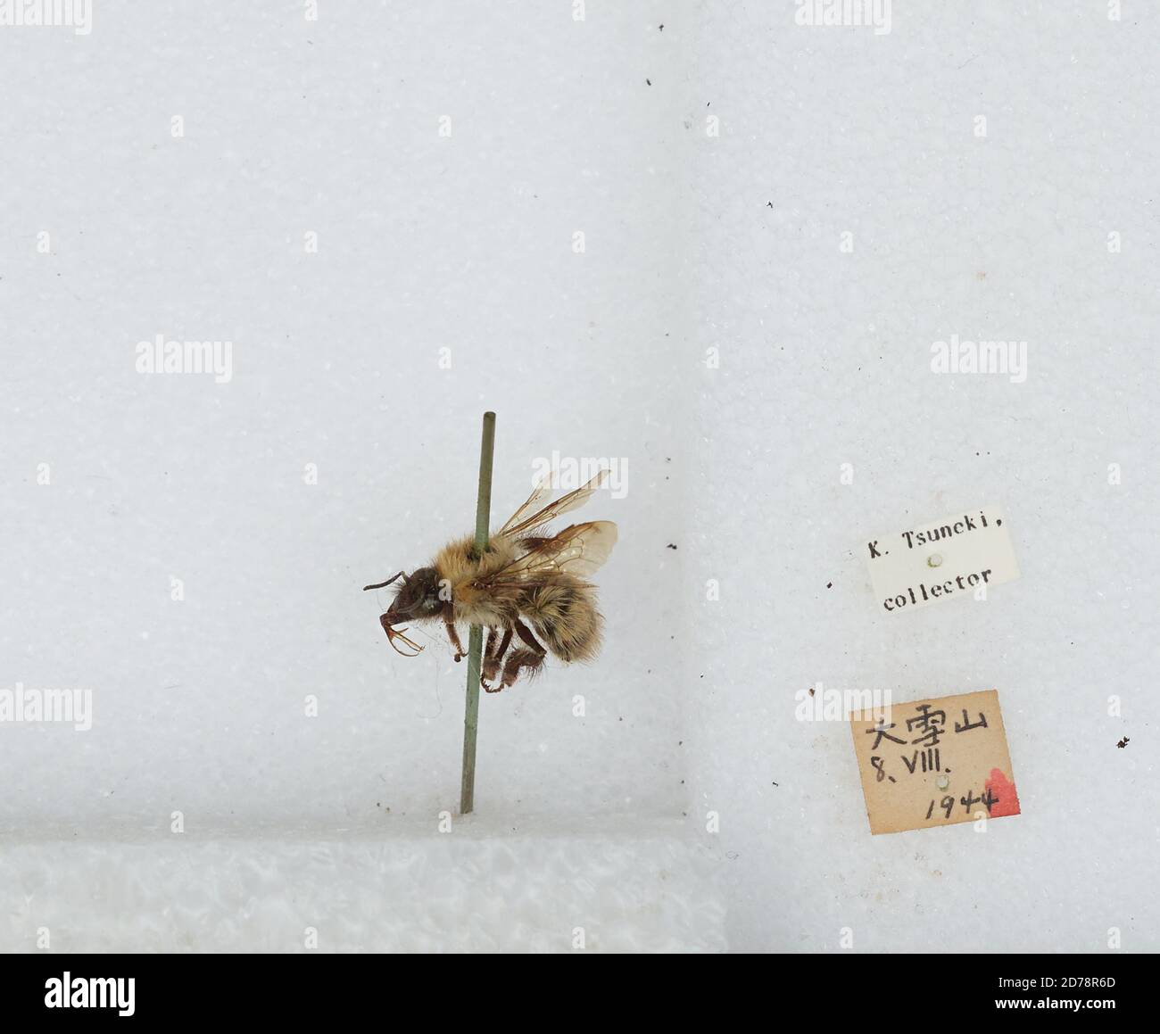 Daisetsuzan, Kamikawa, Hokkaido, Japan, Bombus sp., Animalia, Arthropoda, Insecta, Hymenoptera ...