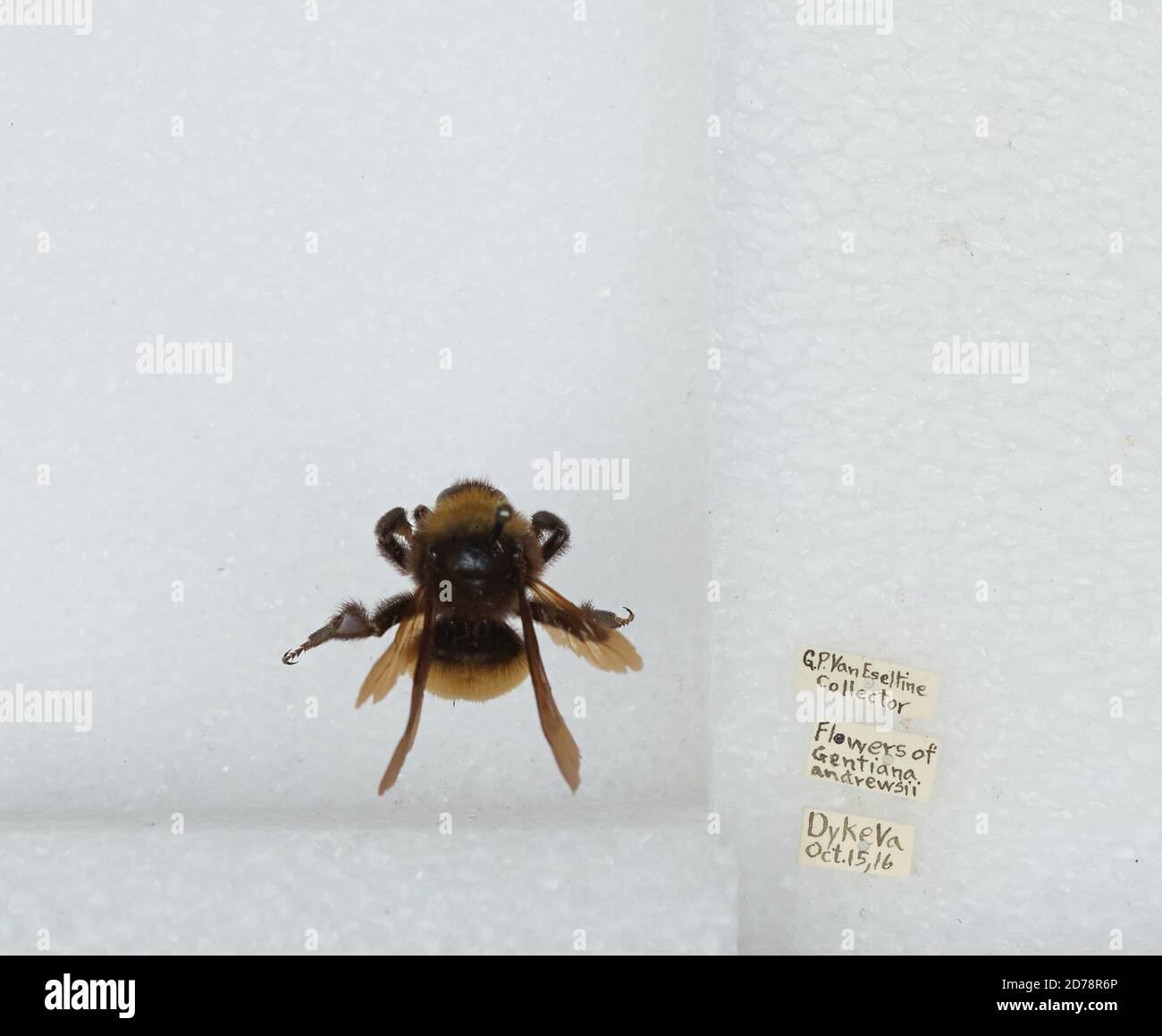 Dyke, Greene, Virginia, United States, Bombus (Fervidobombus ...