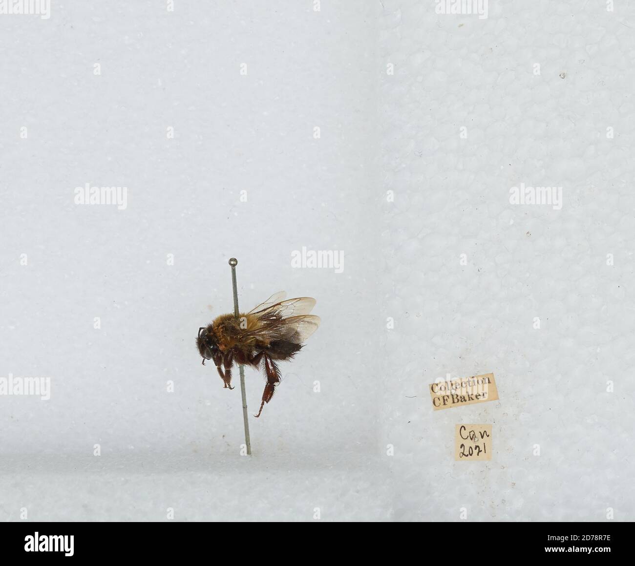 Canada, Bombus sp., Animalia, Arthropoda, Insecta, Hymenoptera, Apidae ...