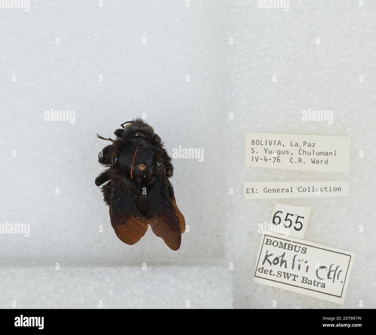 Chulumani, South Yungus, La Paz, Bolivia, Bombus sp., Animalia ...