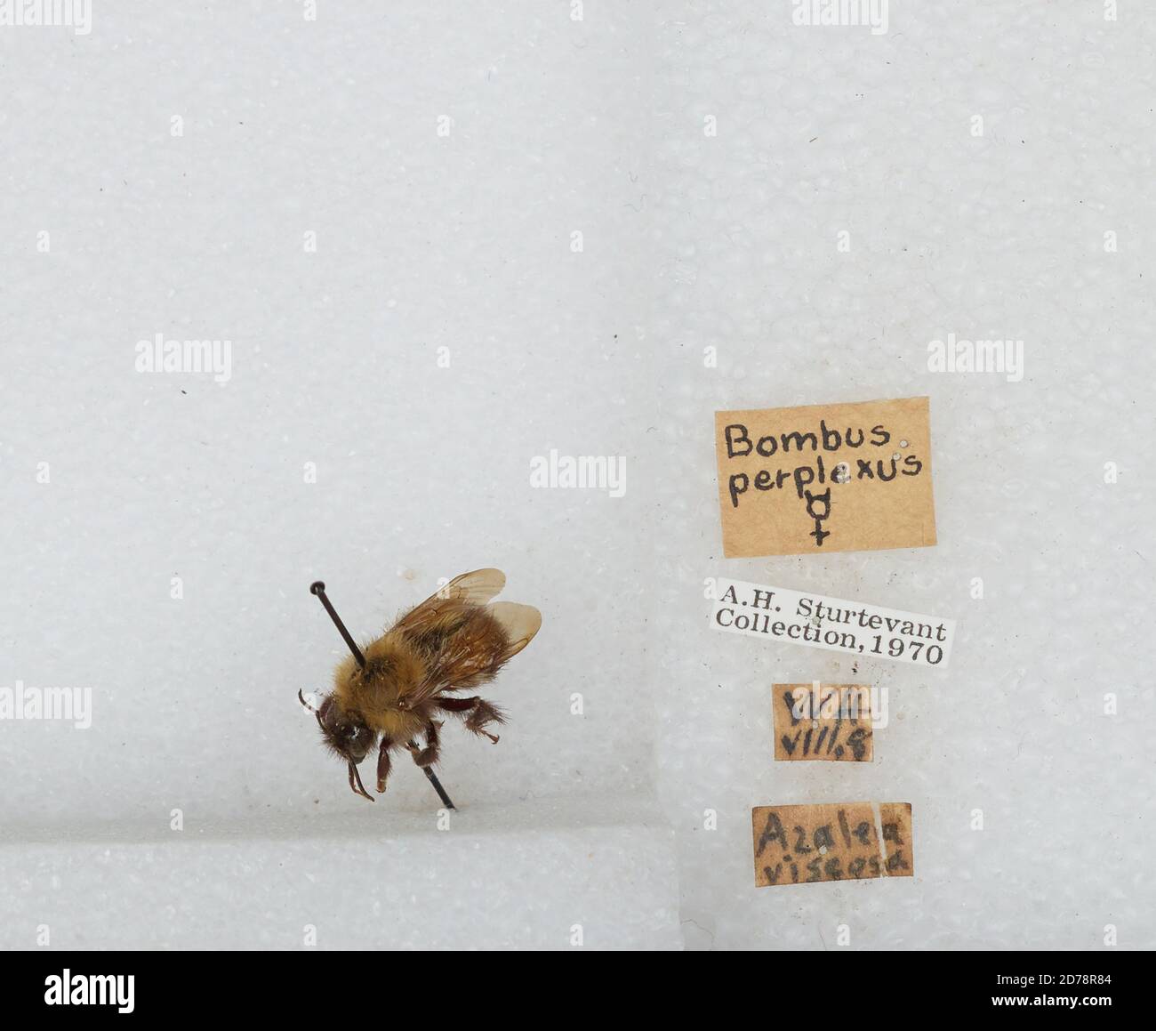 Bombus sp., Animalia, Arthropoda, Insecta, Hymenoptera, Apidae, Apinae ...