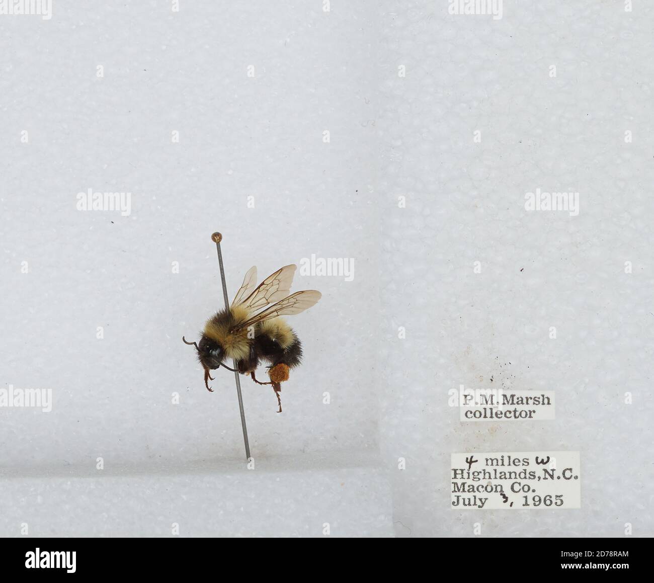 4 miles West of Highlands, Macon, North Carolina, United States, Bombus ...