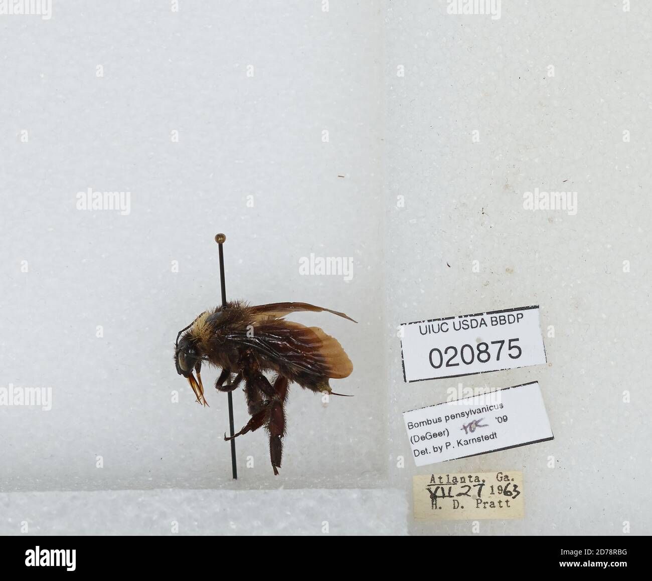 Atlanta, Fulton, Georgia, United States, Bombus sp., Animalia ...