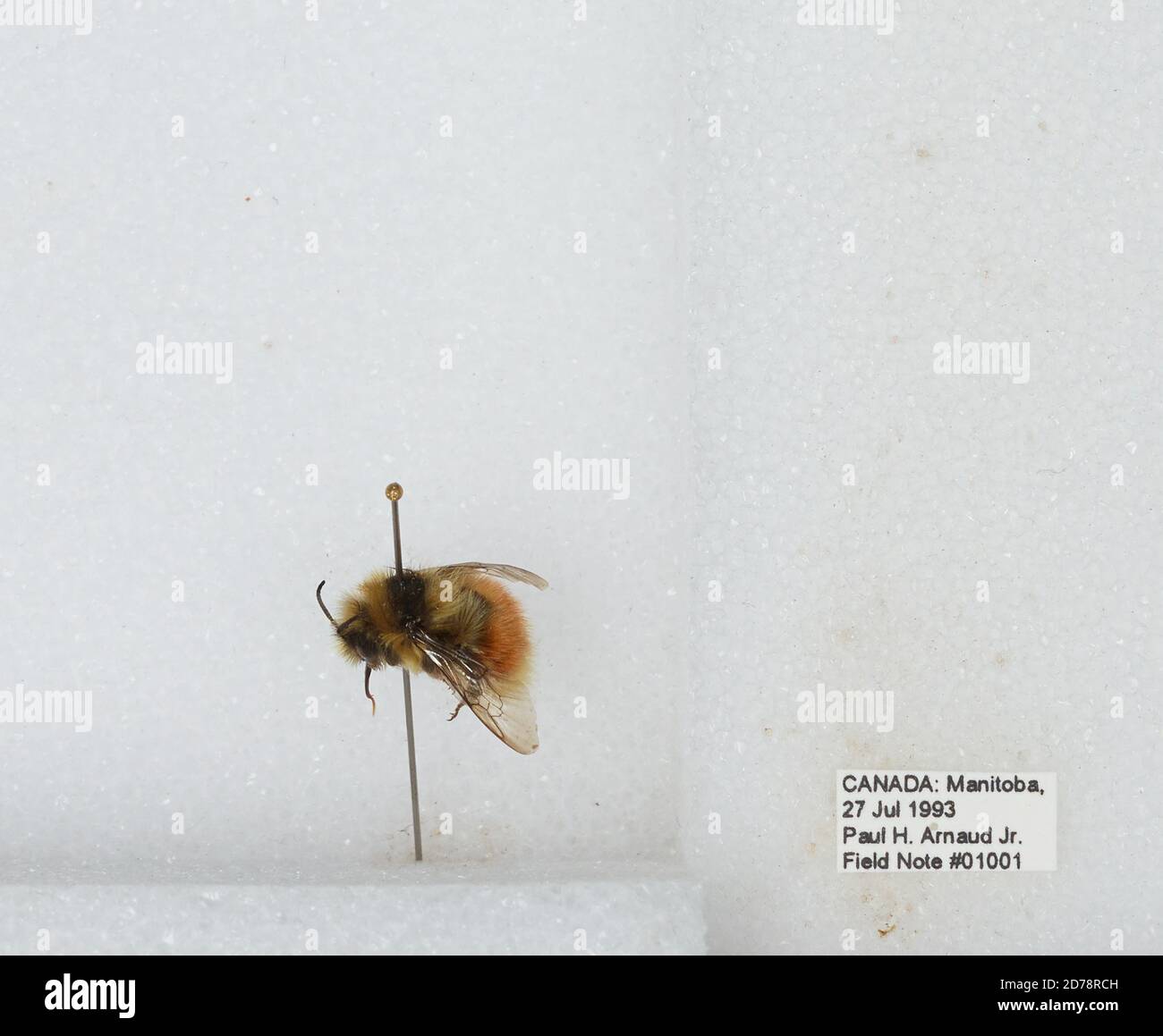 Manitoba, Canada, Bombus sp., Animalia, Arthropoda, Insecta ...