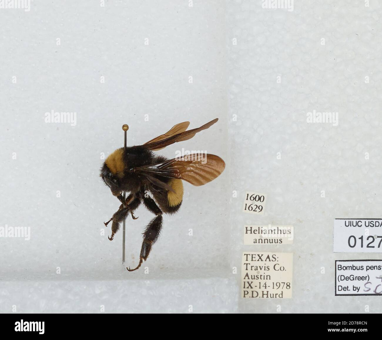 Austin, Travis, Texas, United States, Bombus (Fervidobombus ...