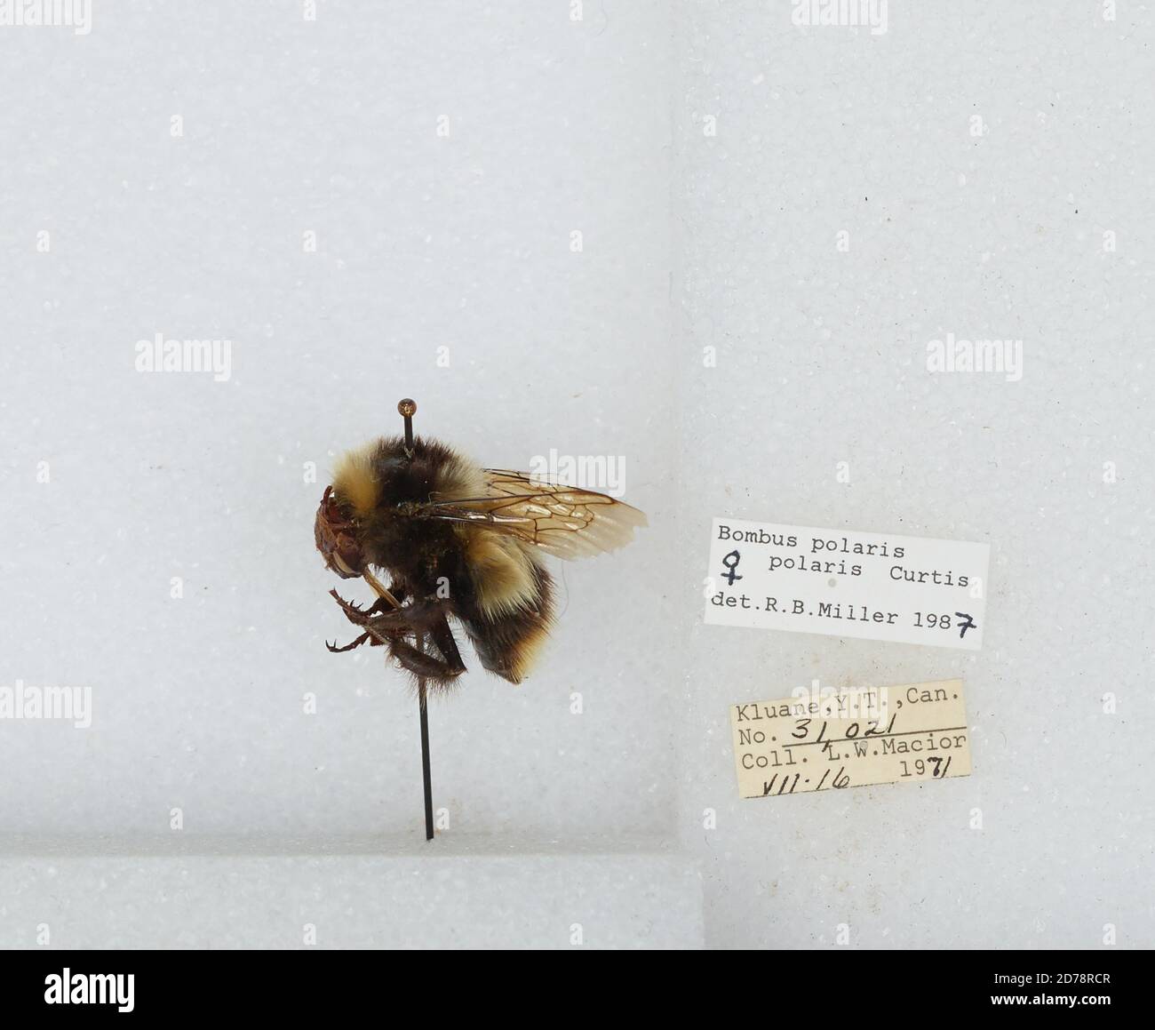 Bombus polaris hi-res stock photography and images - Alamy