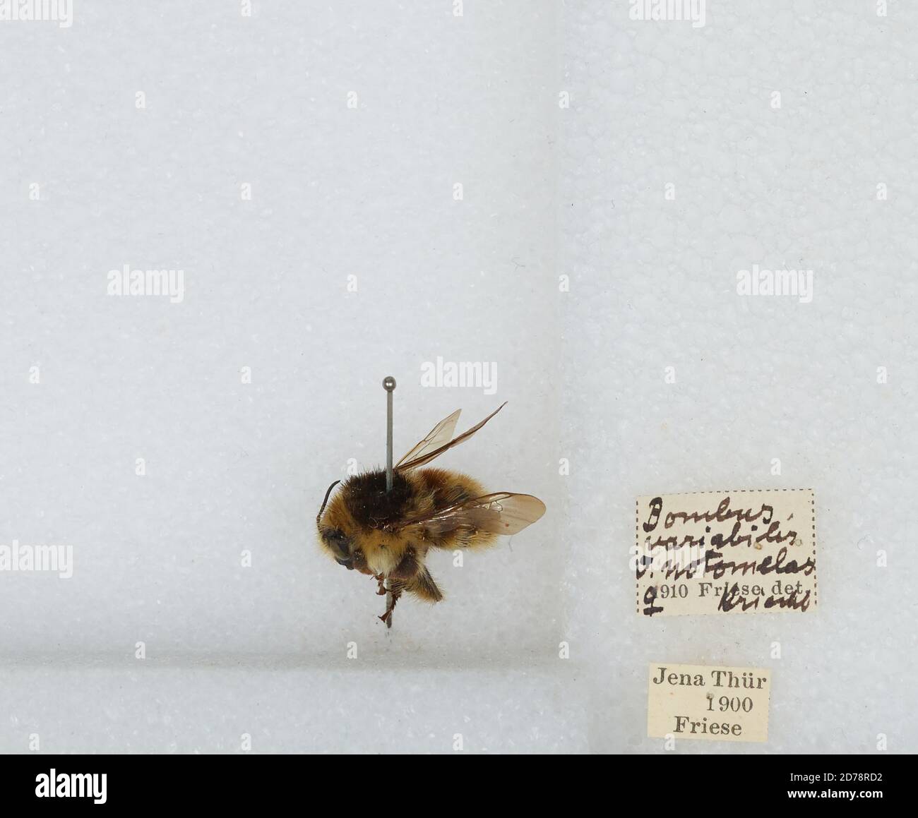 Variabilis notomelas schmiedeknecht hi-res stock photography and images ...