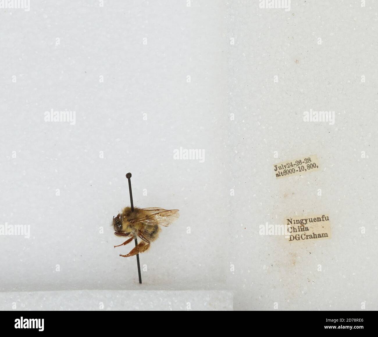 Xichang, Sichuan, China, Bombus sp., Animalia, Arthropoda, Insecta ...