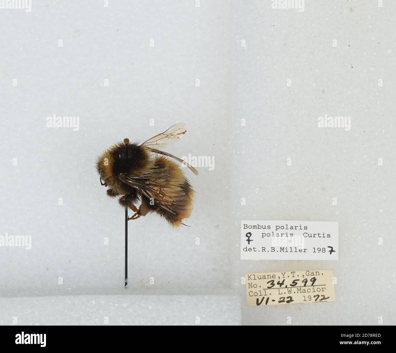 Kluane, Yukon Territory, Canada, Bombus (Alpinobombus) polaris Curtis ...