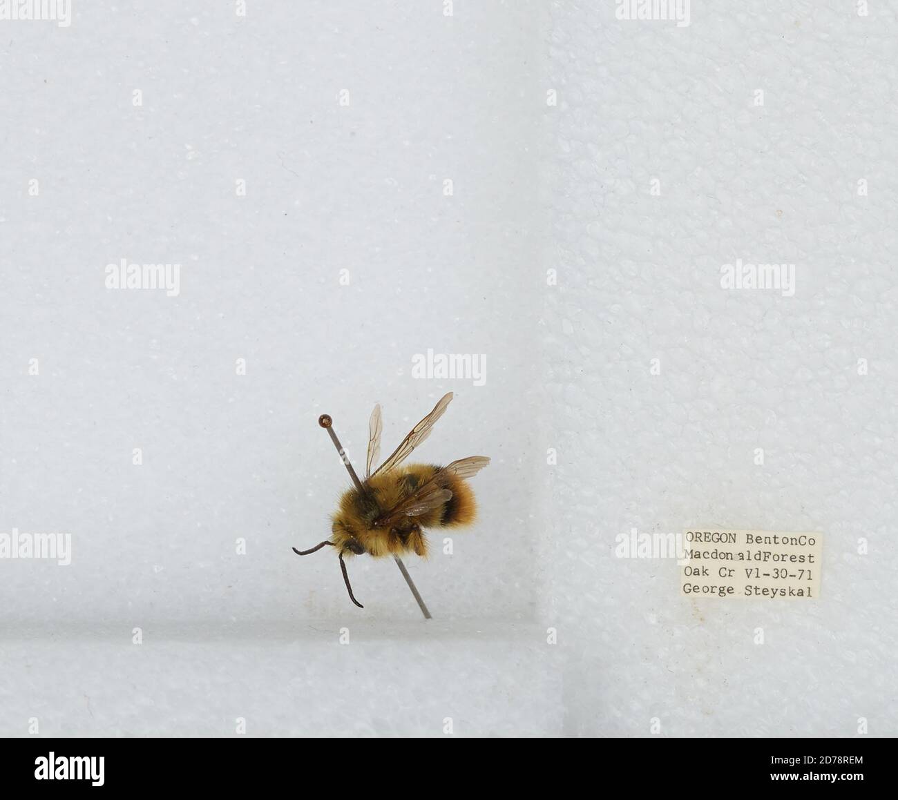 Macdonald Forest, Oak Creek, Benton, Oregon, United States, Bombus sp ...