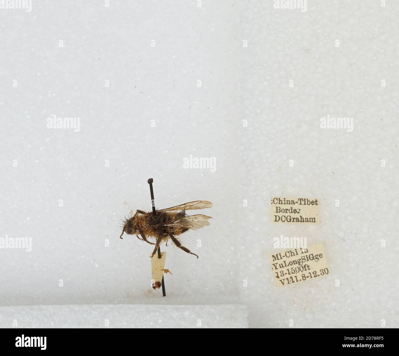 China-Tibet Border, Mi-Chi in Yu Long Si Gorge, China, Bombus sp ...