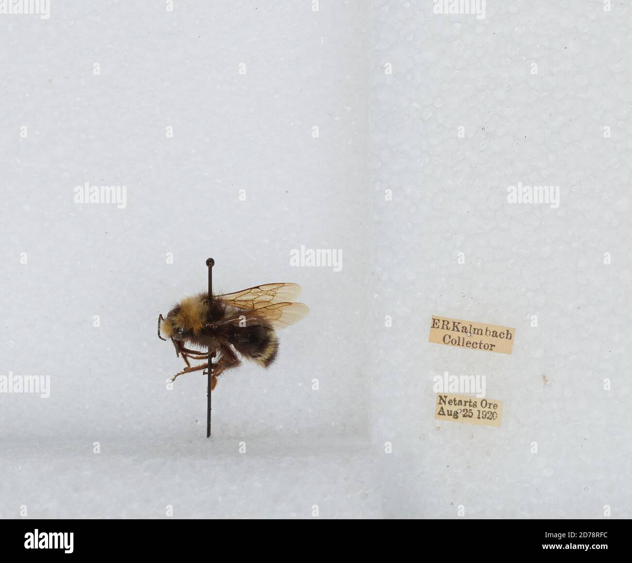 Netarts, Tillamook, Oregon, United States, Bombus sp., Animalia ...