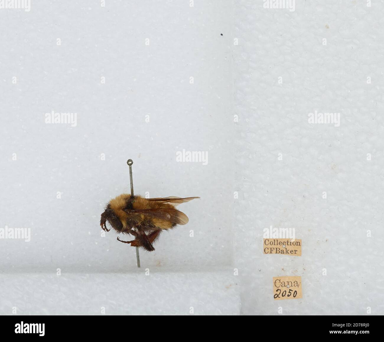 Canada, Bombus sp., Animalia, Arthropoda, Insecta, Hymenoptera, Apidae ...
