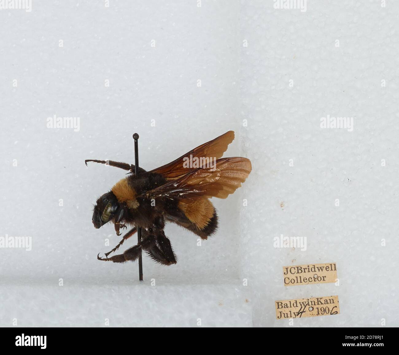Baldwin City, Douglas, Kansas, United States, Bombus (Fervidobombus ...