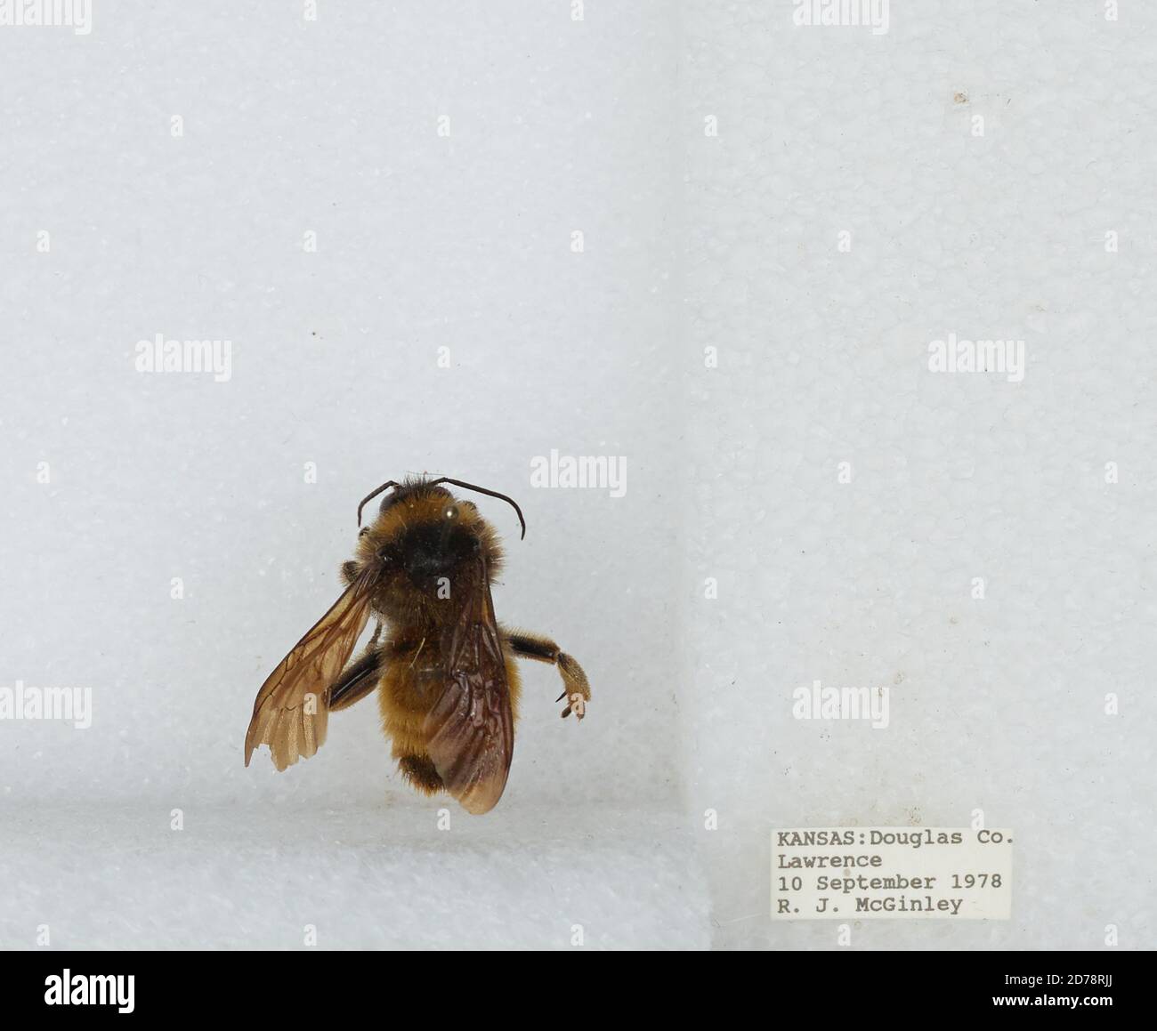 Lawrence, Douglas, Kansas, United States, Bombus sp., Animalia ...