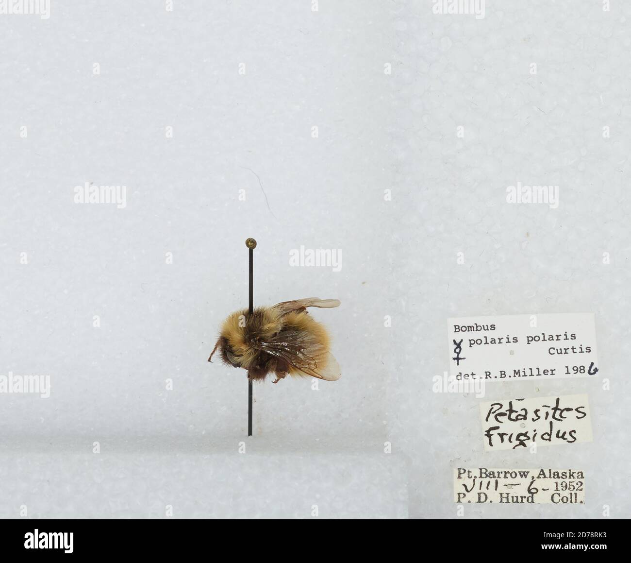 Point Barrow, North Slope, Alaska, United States, Bombus (Alpinobombus ...