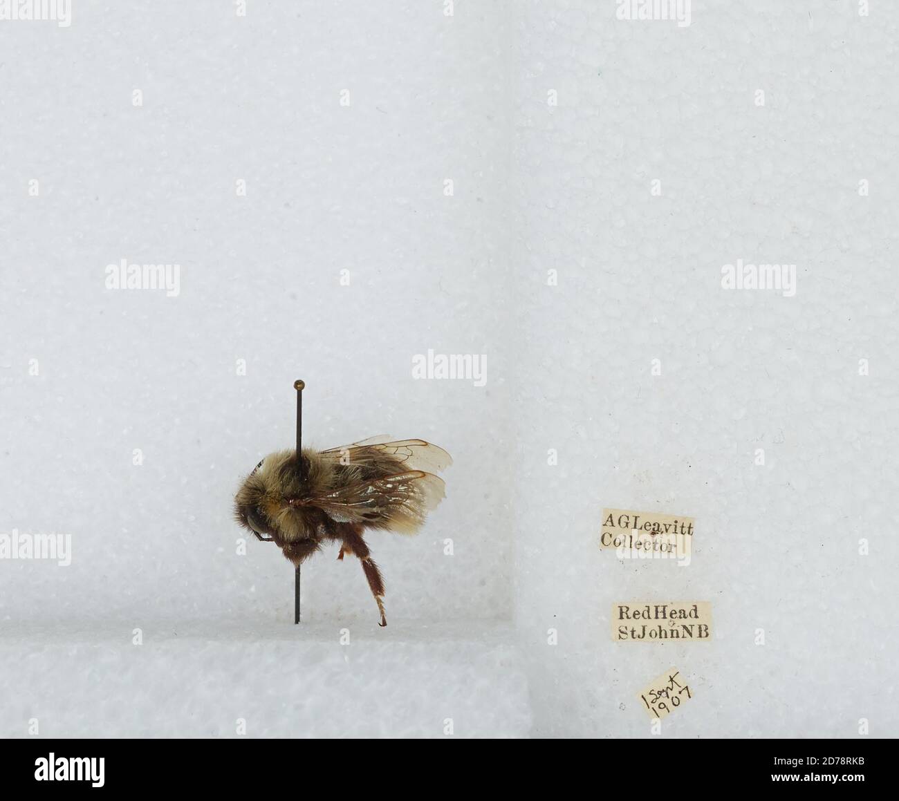 Red Head, St John, New Brunswick, Canada, Bombus (Psithyrus) suckleyi ...