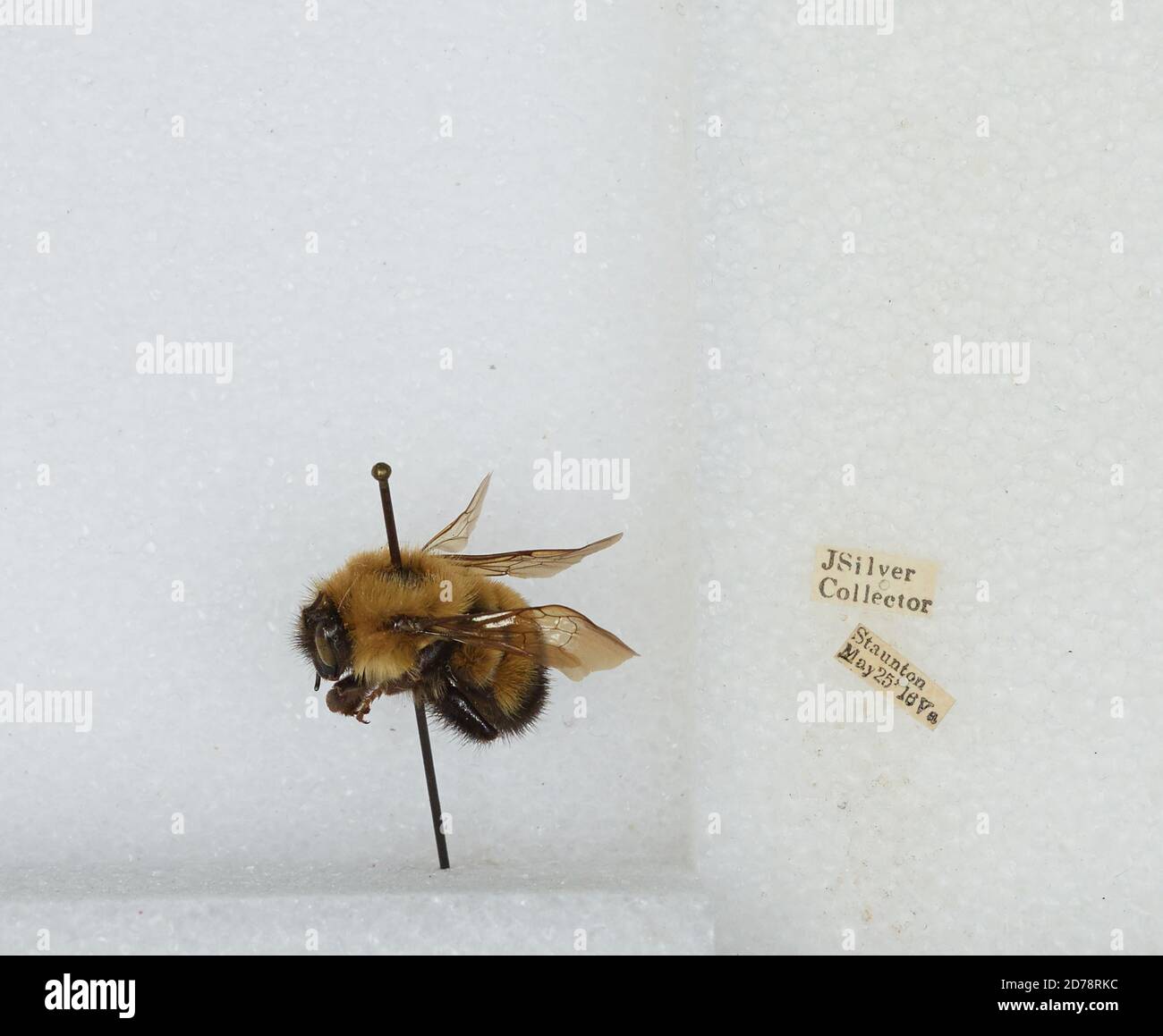 Staunton, Virginia, United States, Bombus (Pyrobombus) vagans vagans ...