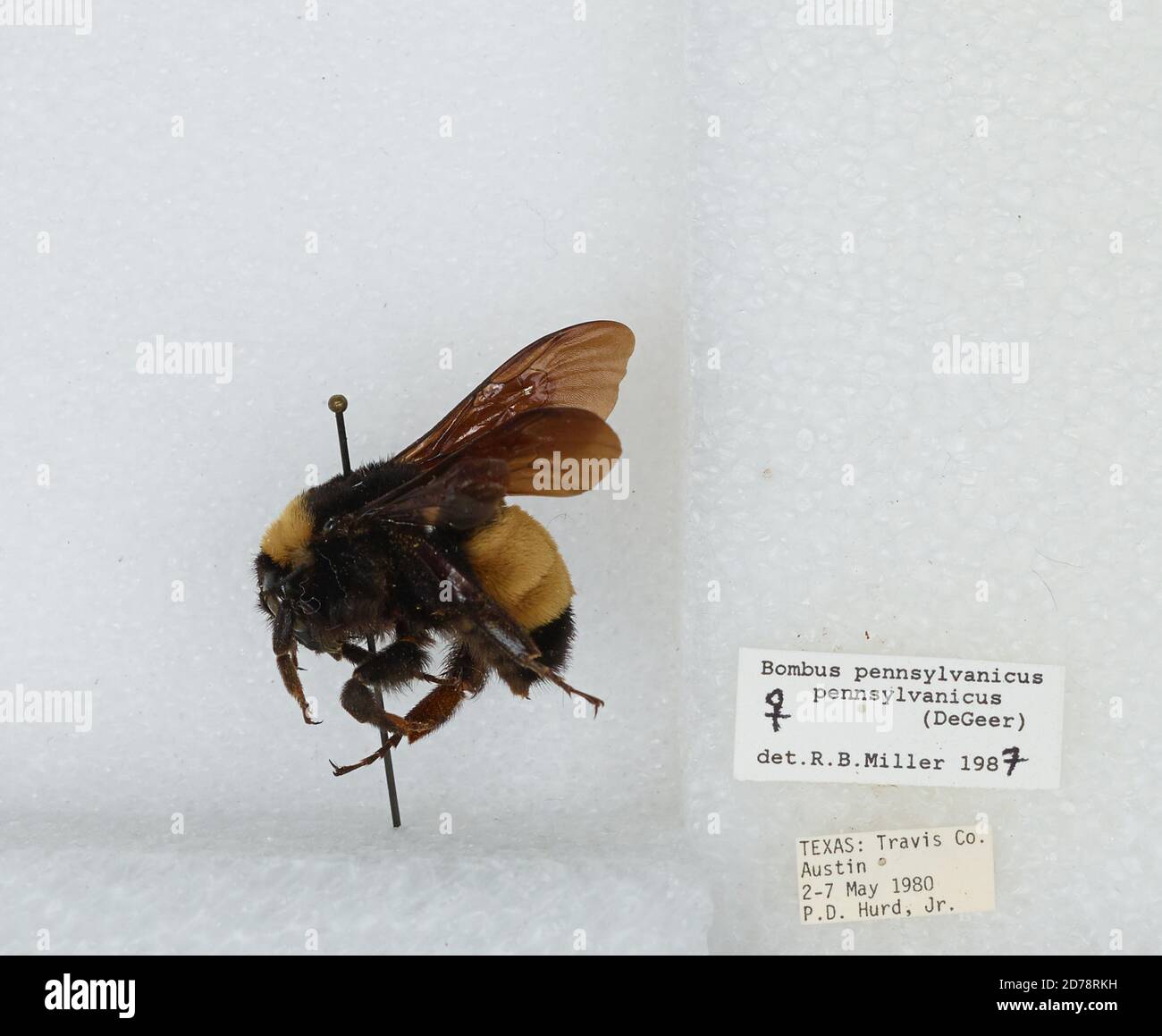 Austin, Travis, Texas, United States, Bombus (Fervidobombus ...