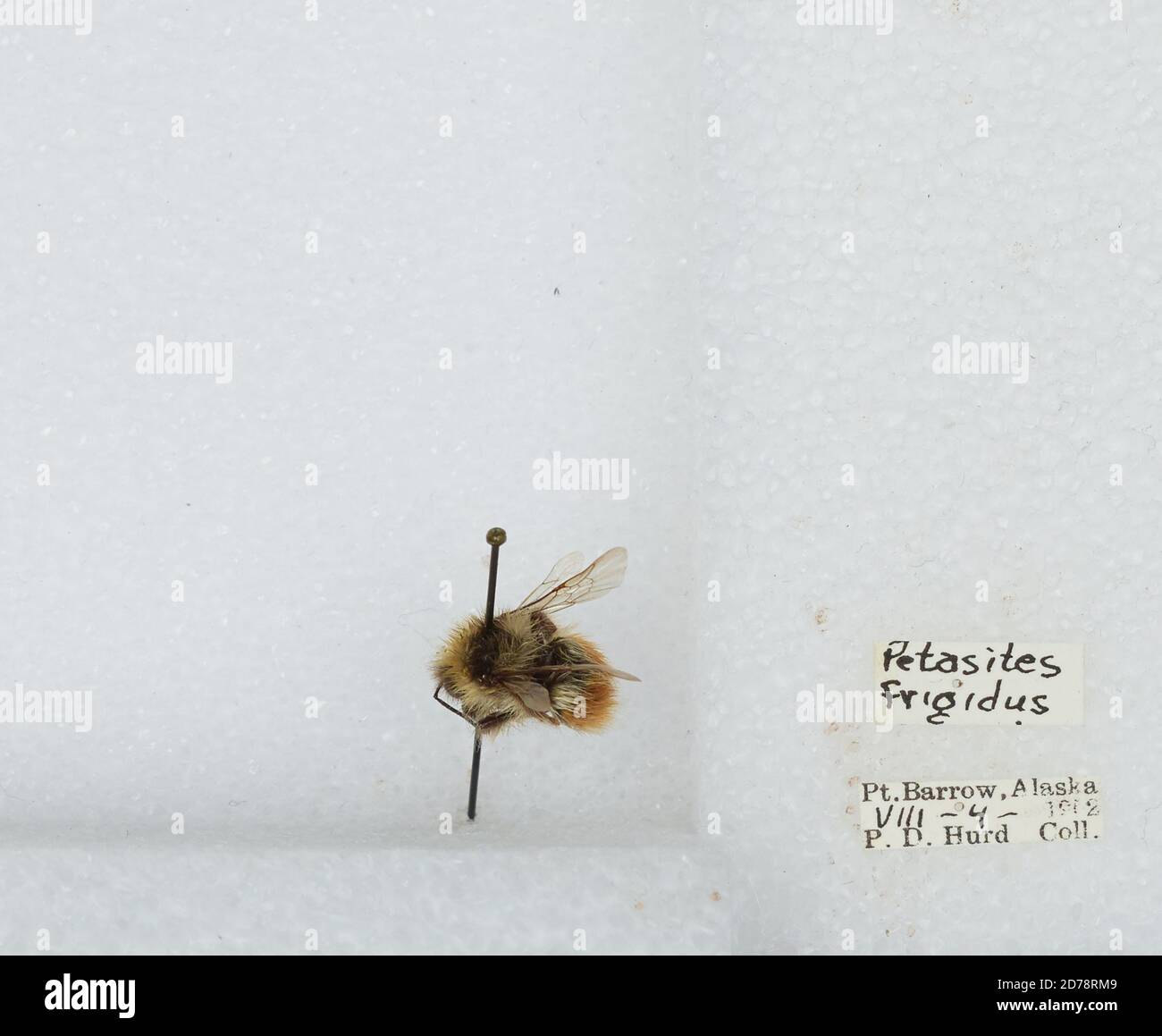 Point Barrow, North Slope, Alaska, United States, Bombus (Pyrobombus ...