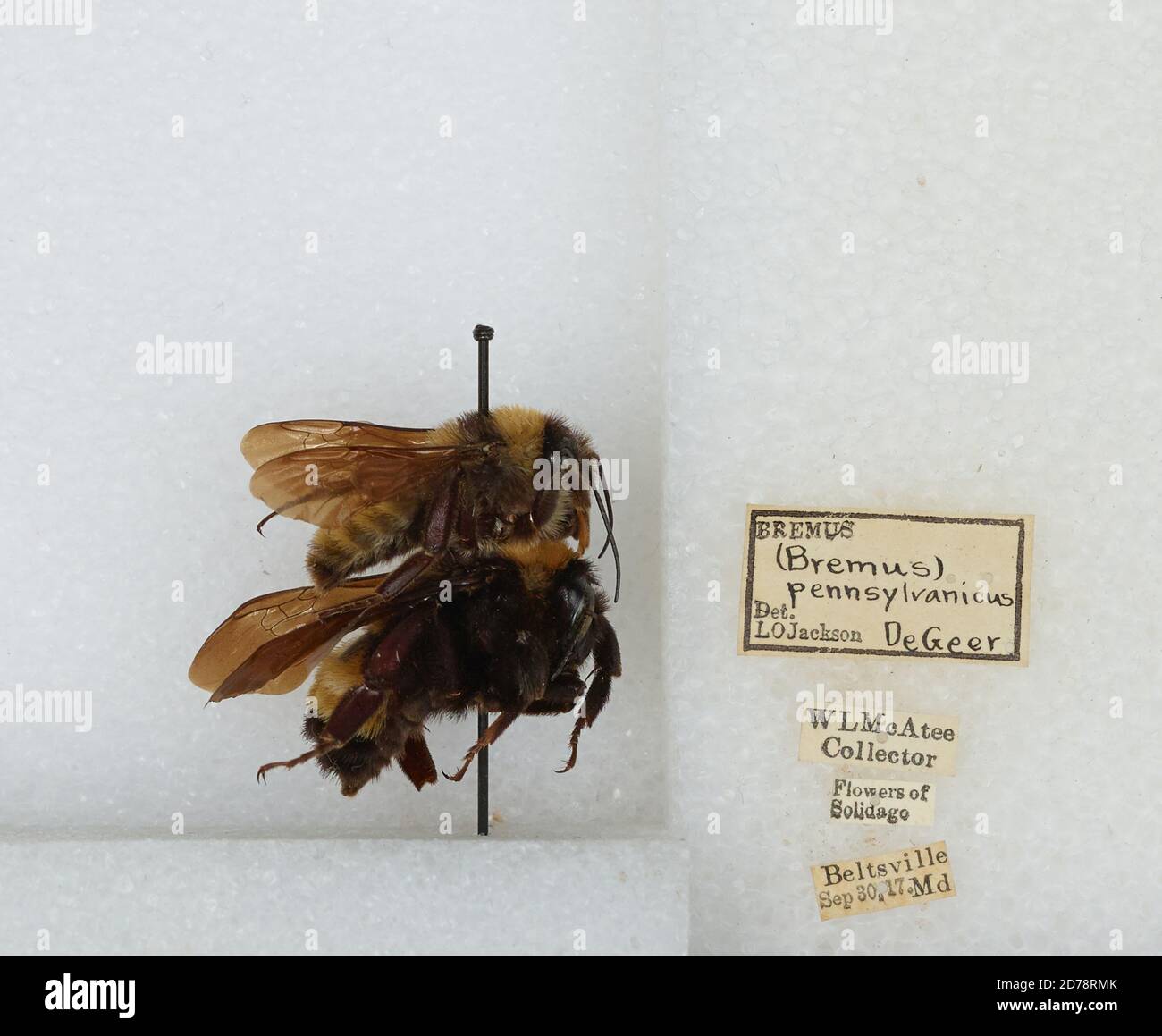Beltsville, Prince George's, Maryland, United States, Bombus ...