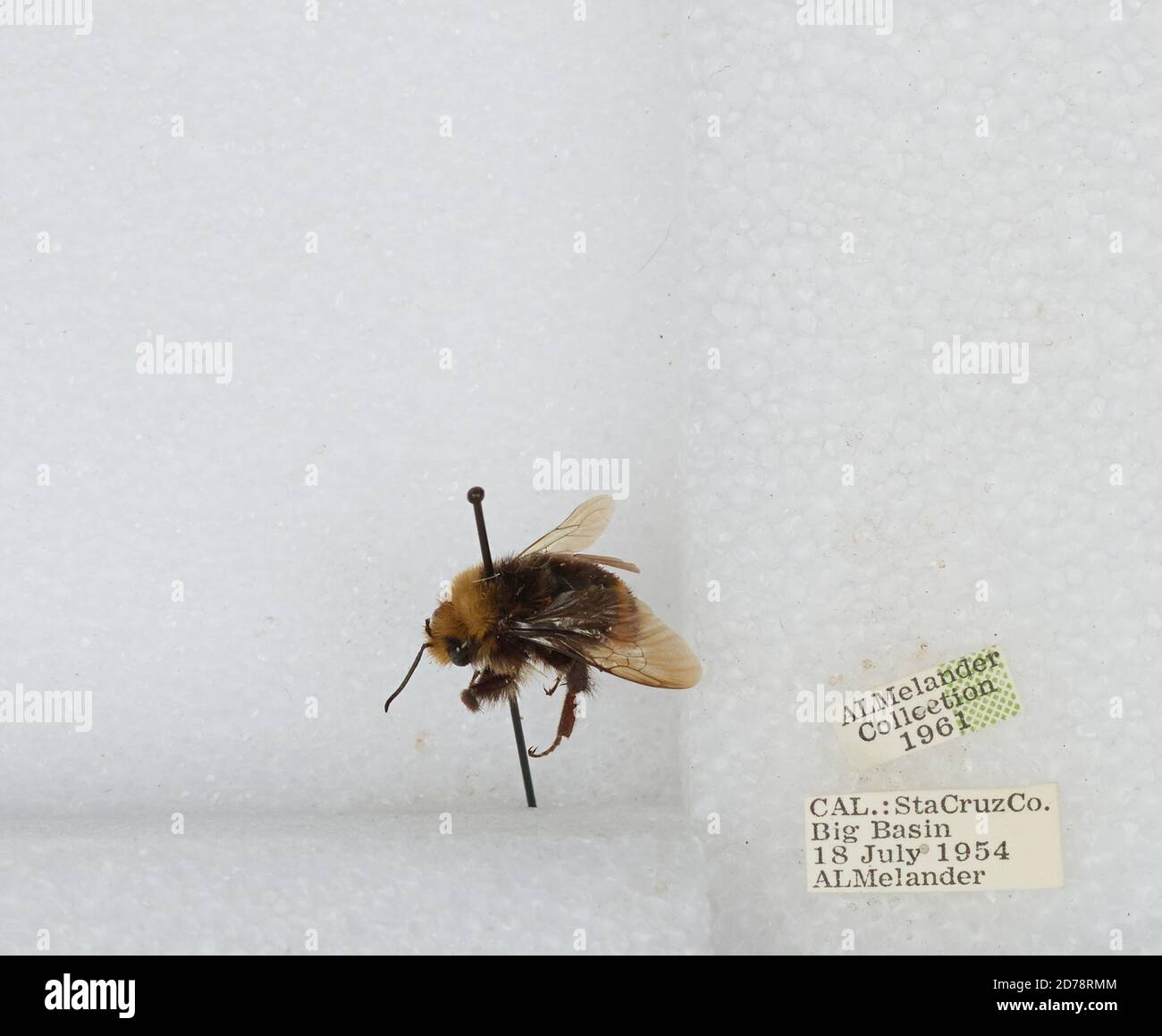 Big Basin, Santa Cruz, California, United States, Bombus sp., Animalia ...