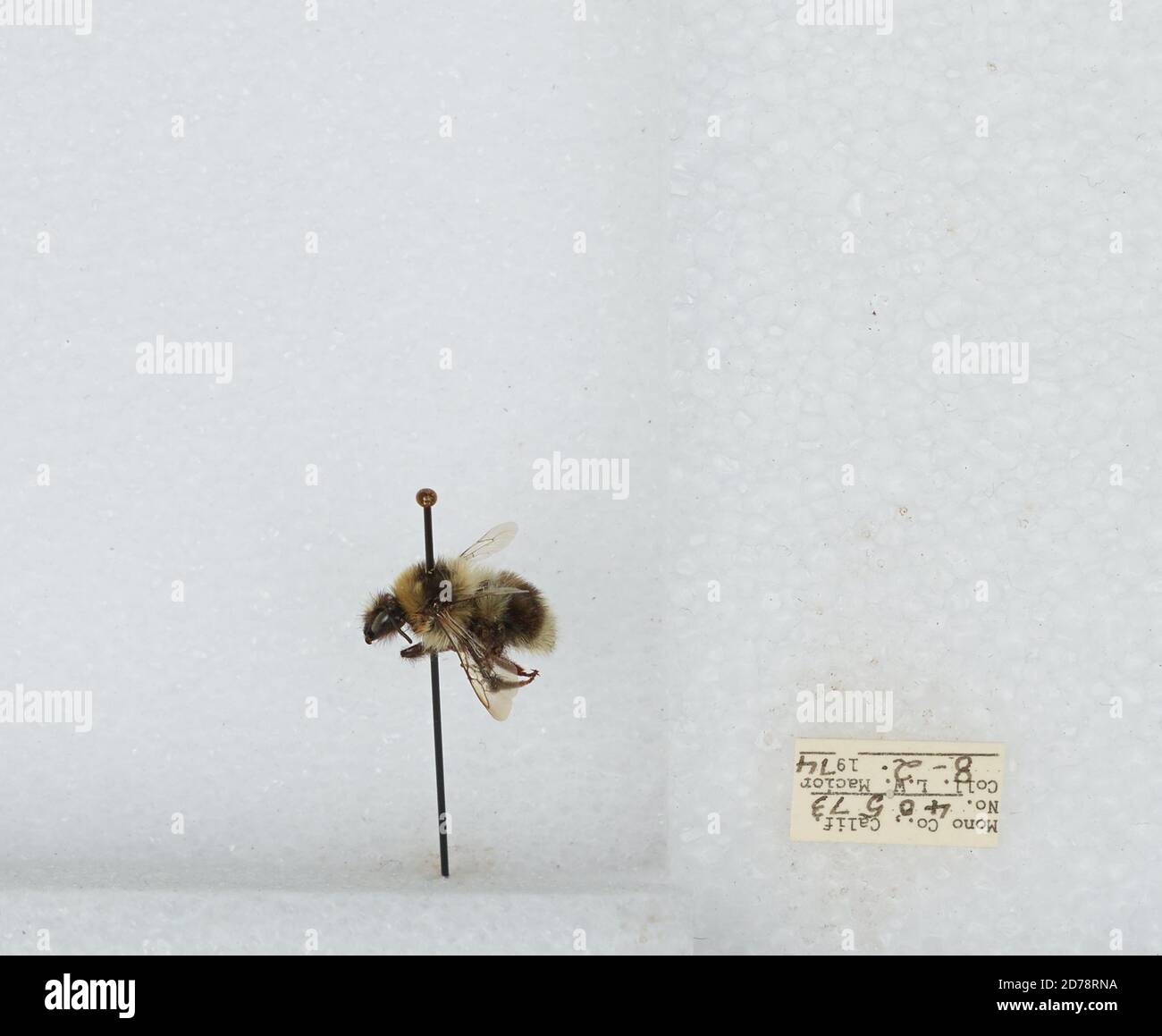 Mono, California, United States, Bombus (Cullumanobombus) rufocinctus ...