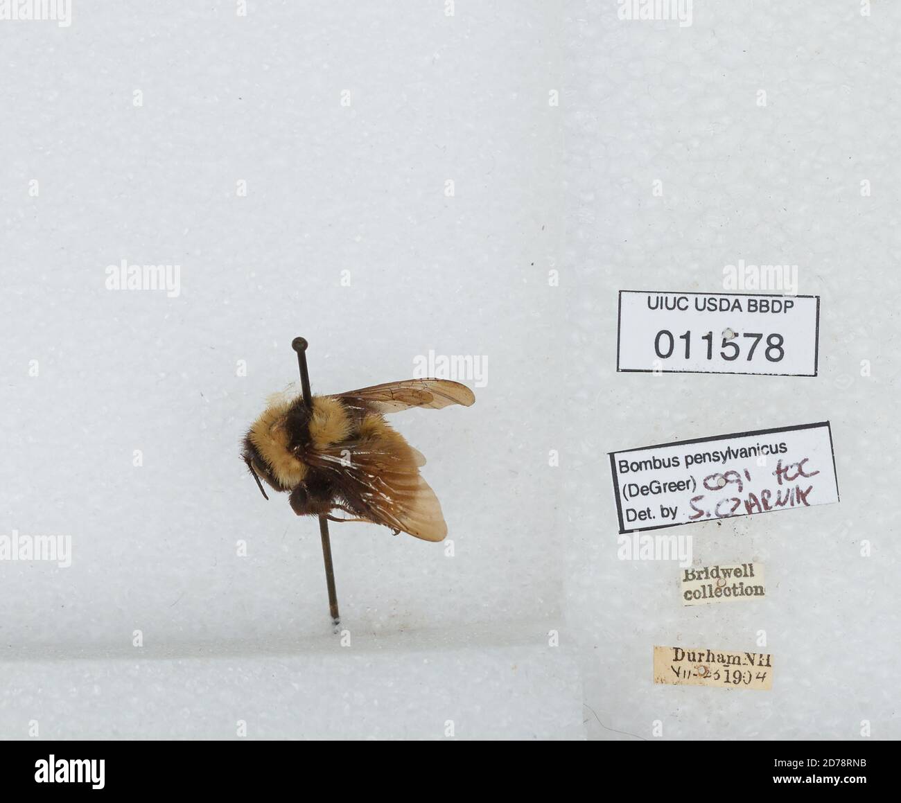 Durham, Strafford, New Hampshire, United States, Bombus (Fervidobombus ...